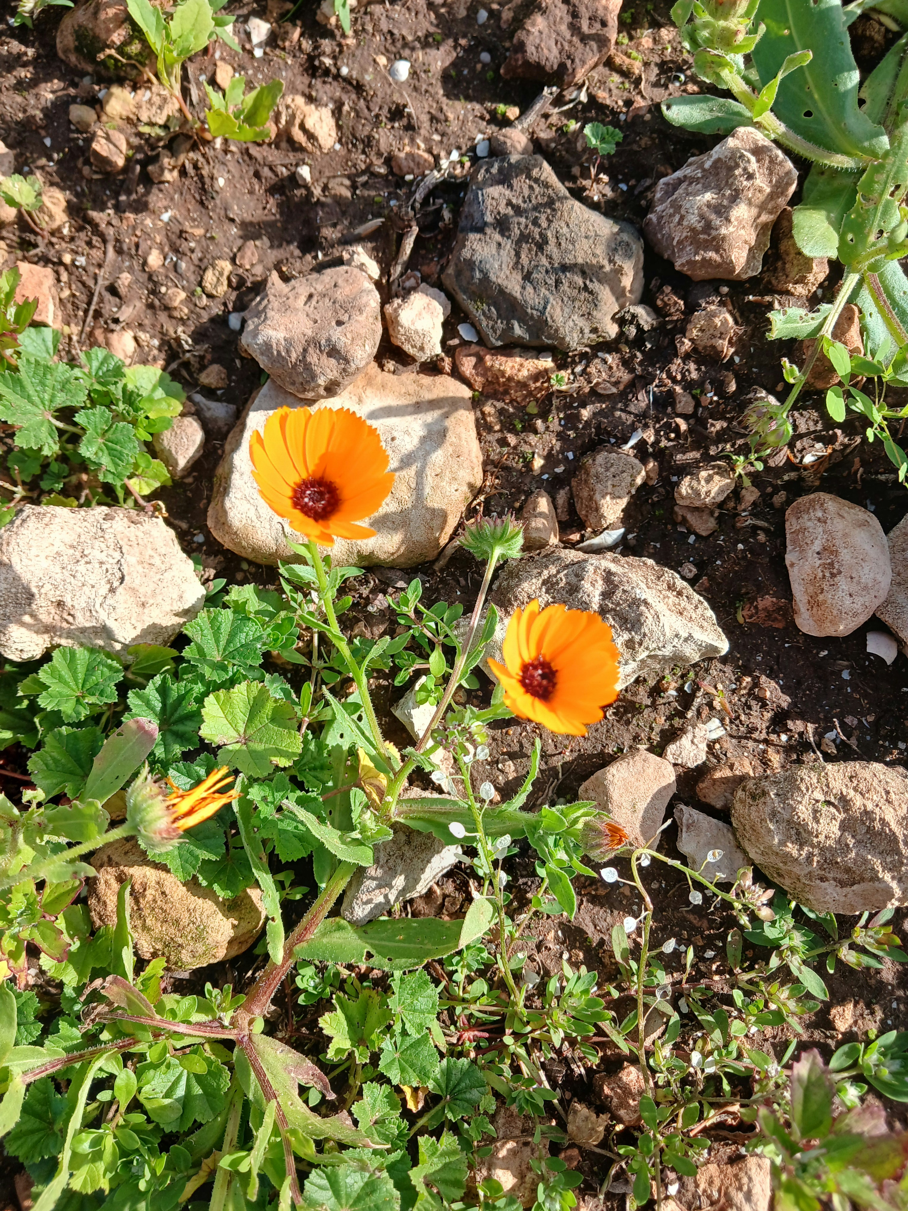 Image d’une fleur de la campagne marocaine.