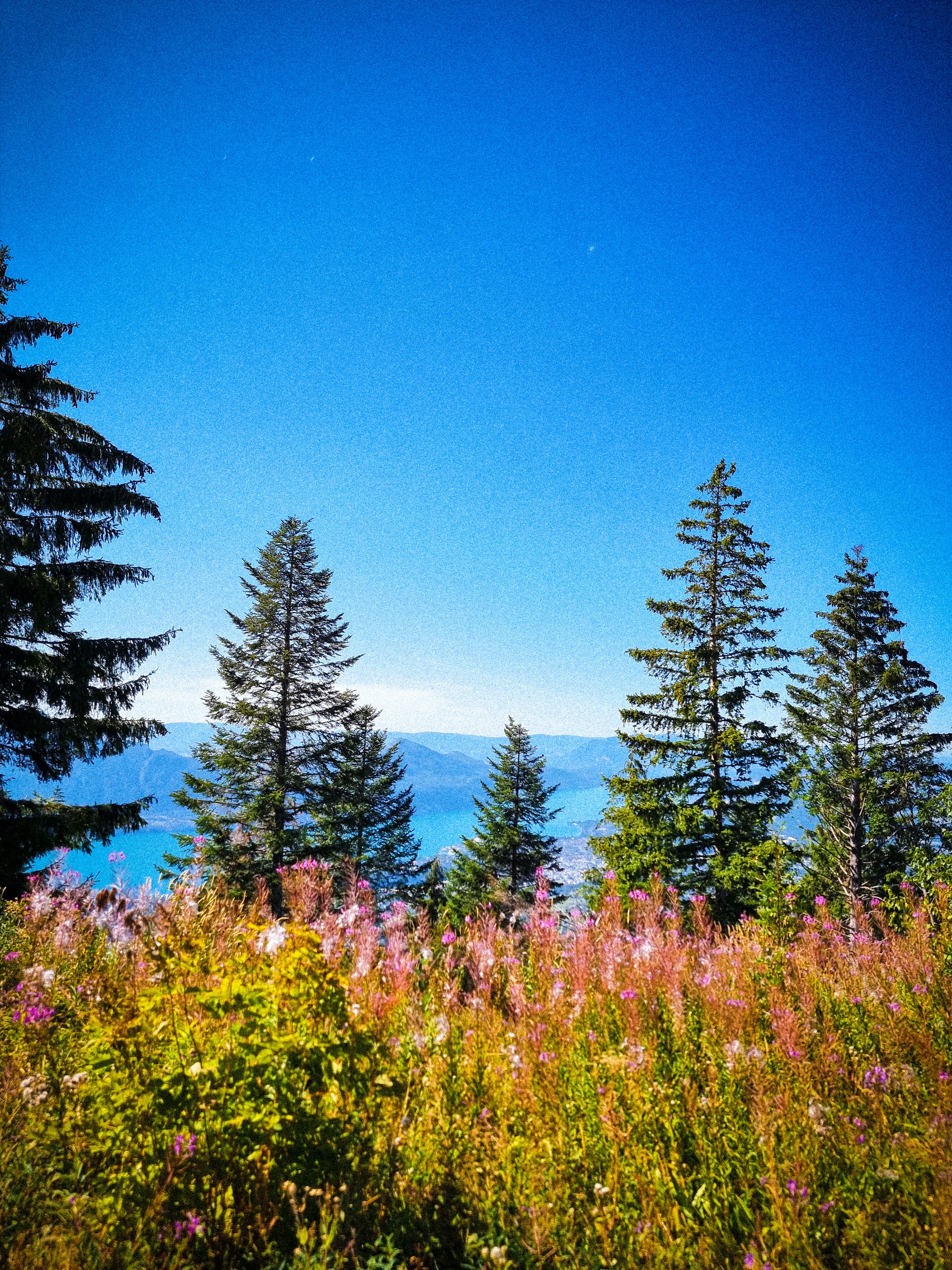 Blue Sky, Wildflower Field: A Mountain View Framed by Pines