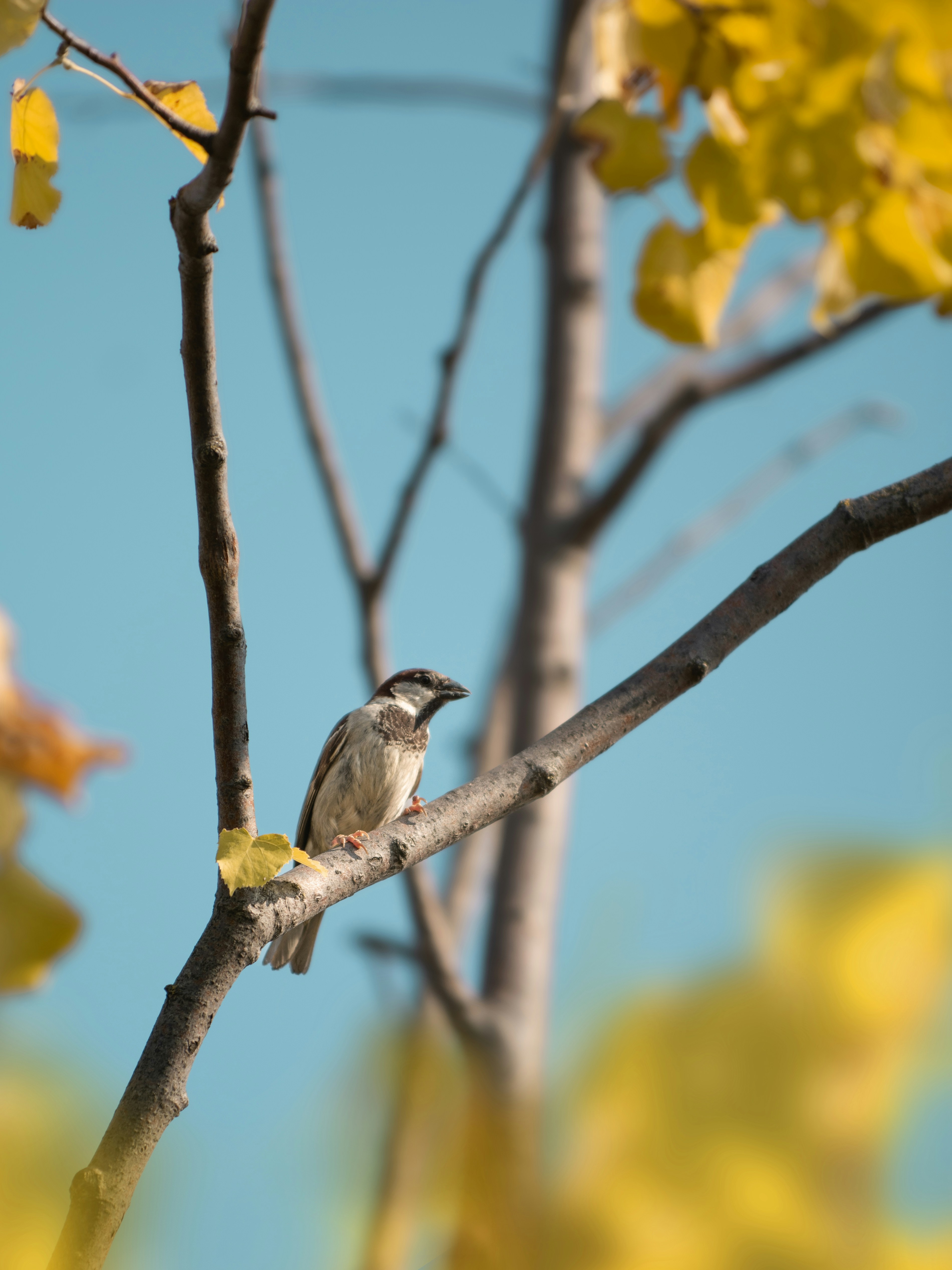 Perched Observer: A Small Songbird on a Sunlit Branch