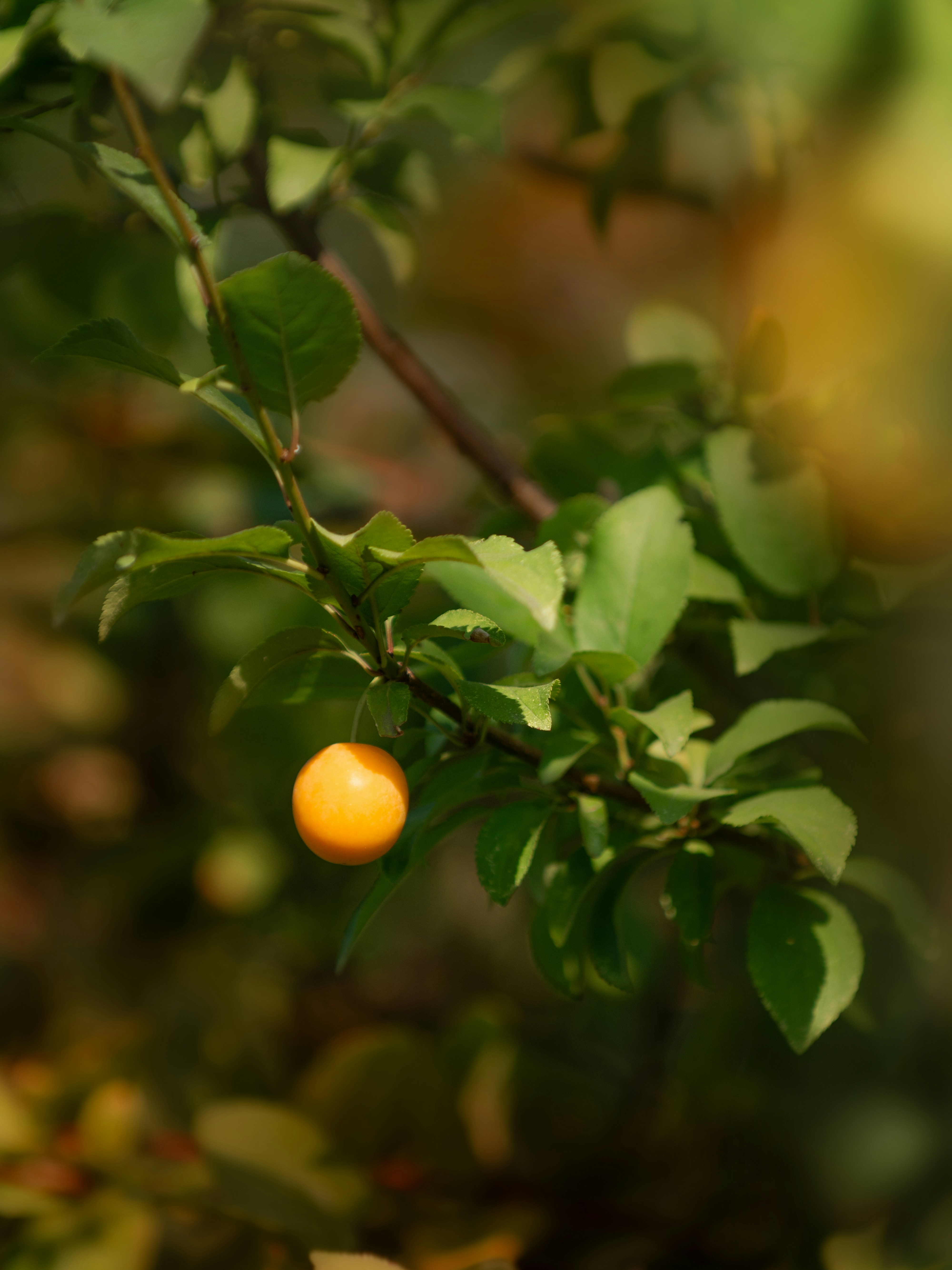 Orange Orchard Gem: A single fruit in soft autumn light