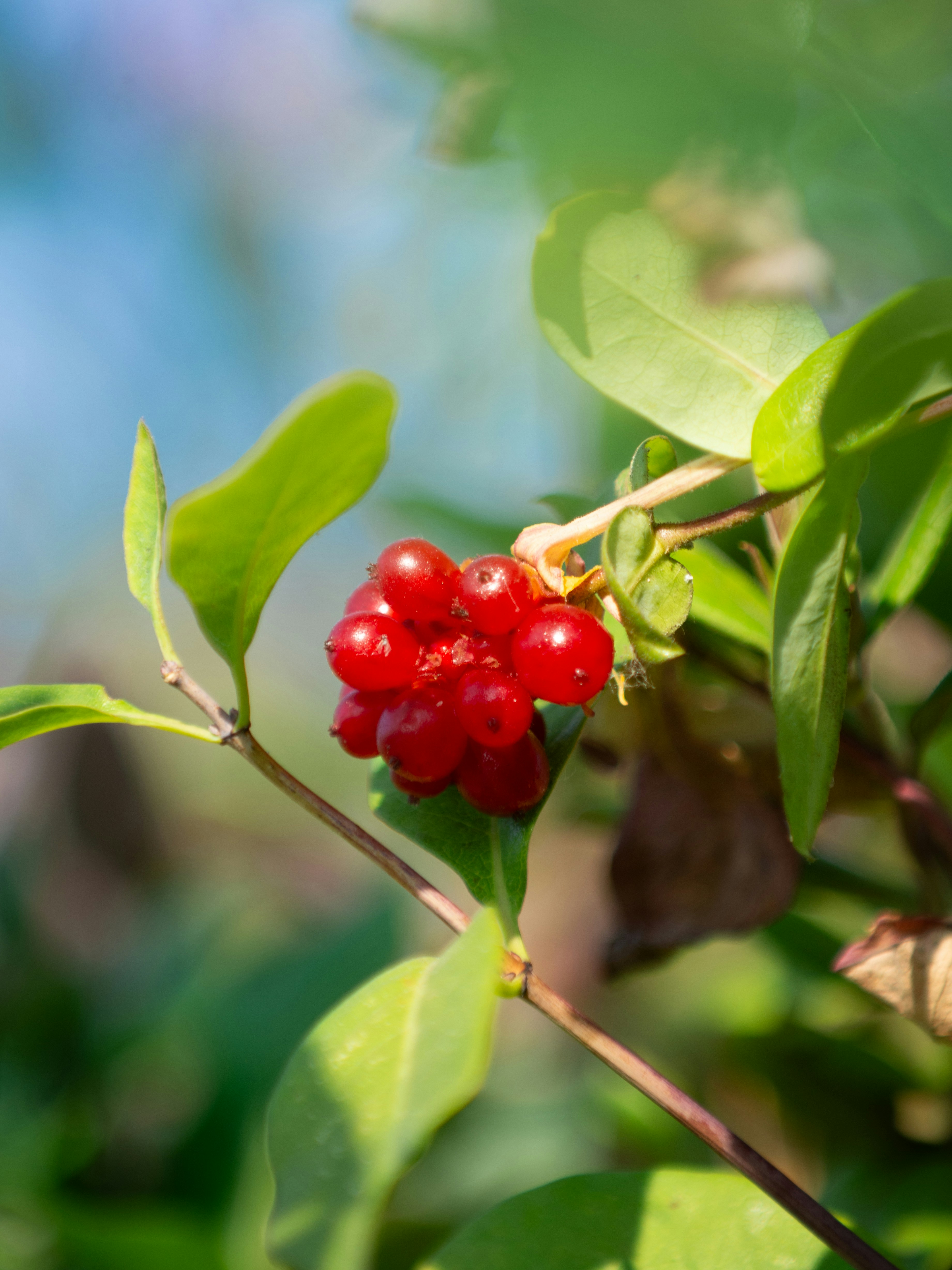Red Berries on a Sunlit Branch in Soft Focus Garden
