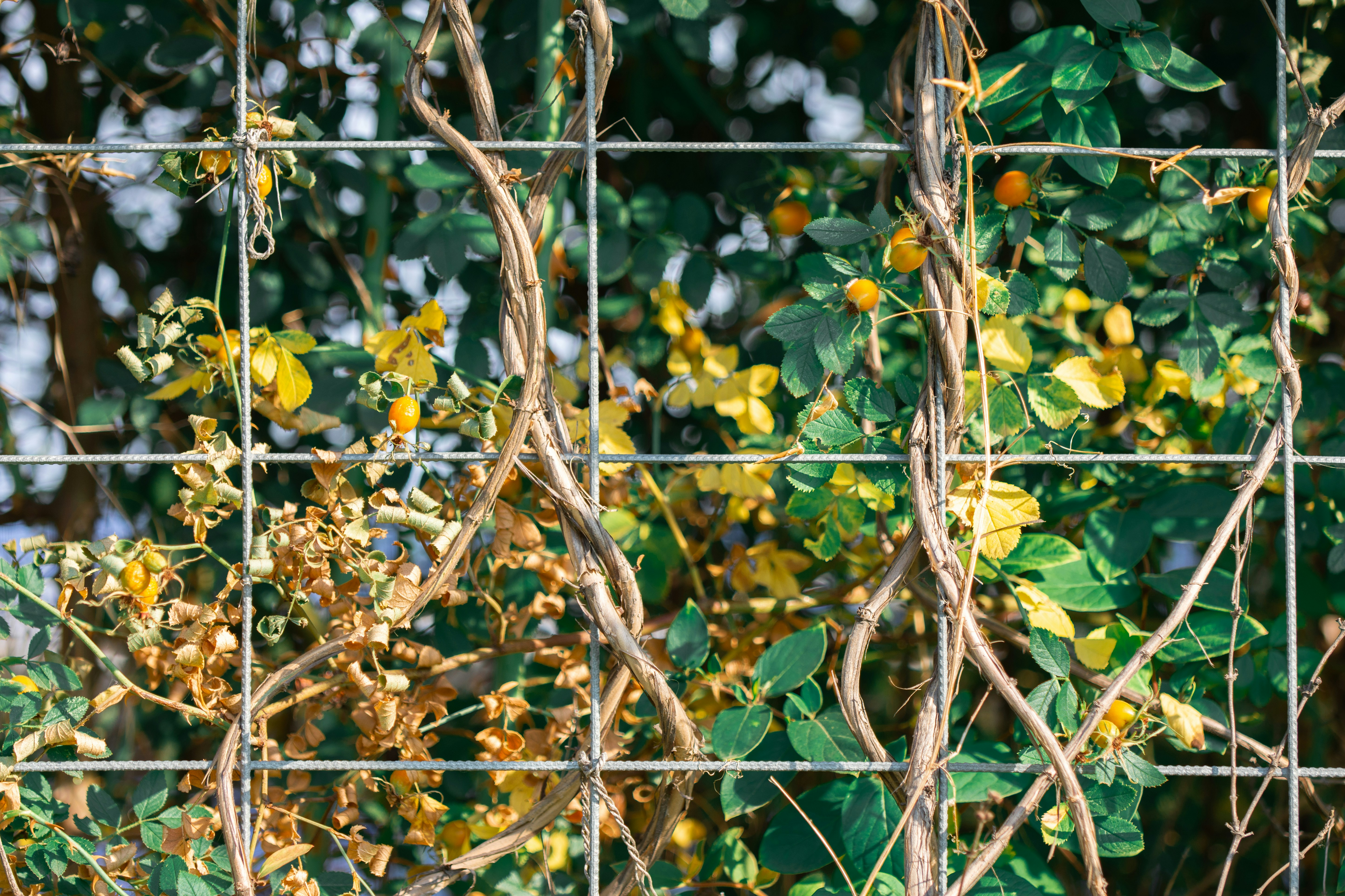 Tangled Vines on a Sunlit Wire Fence