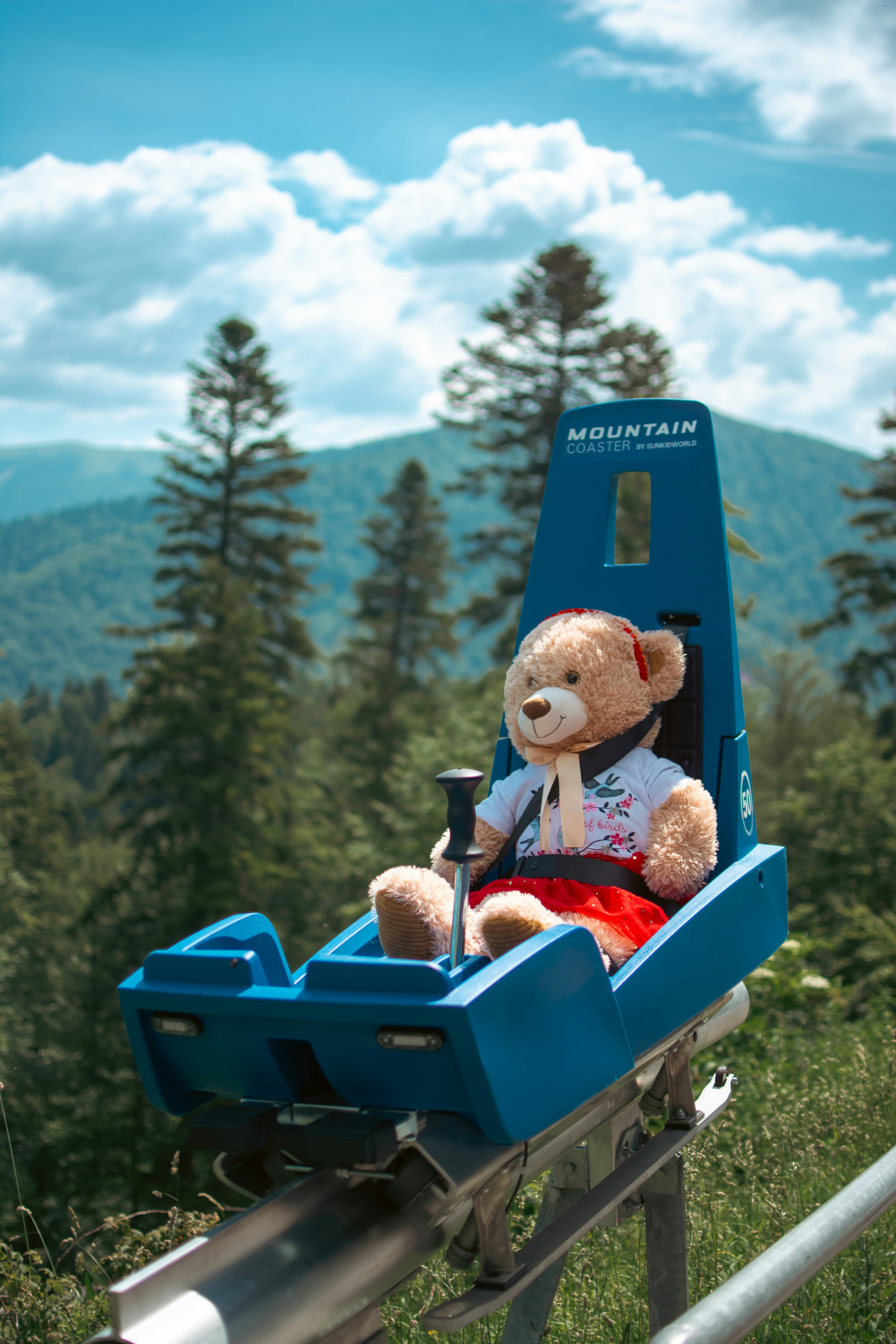 Bear on a Blue Coaster: Alpine Lift to Adventure