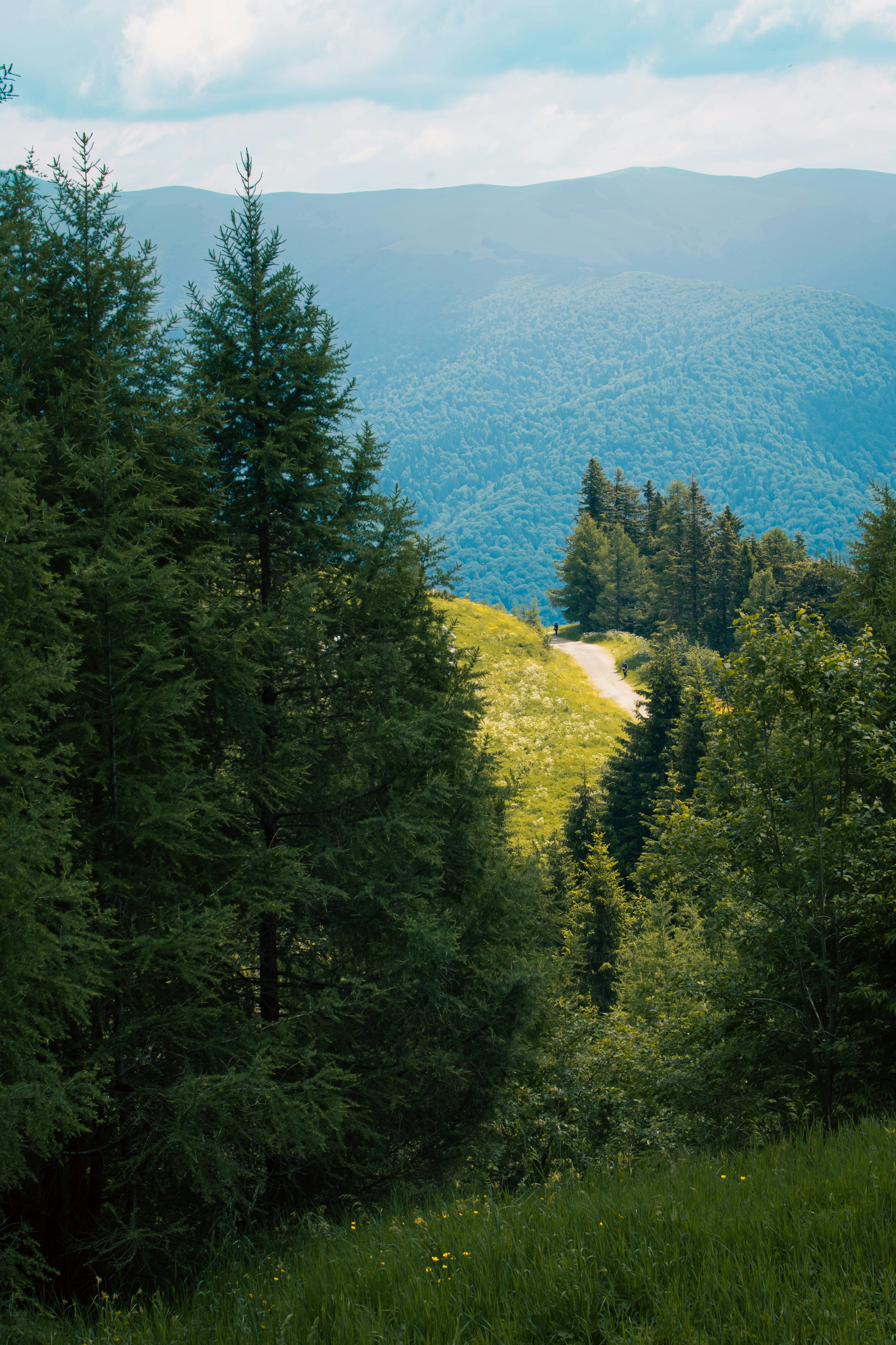 Forest Road Billed Toward Distant Blue Ridges