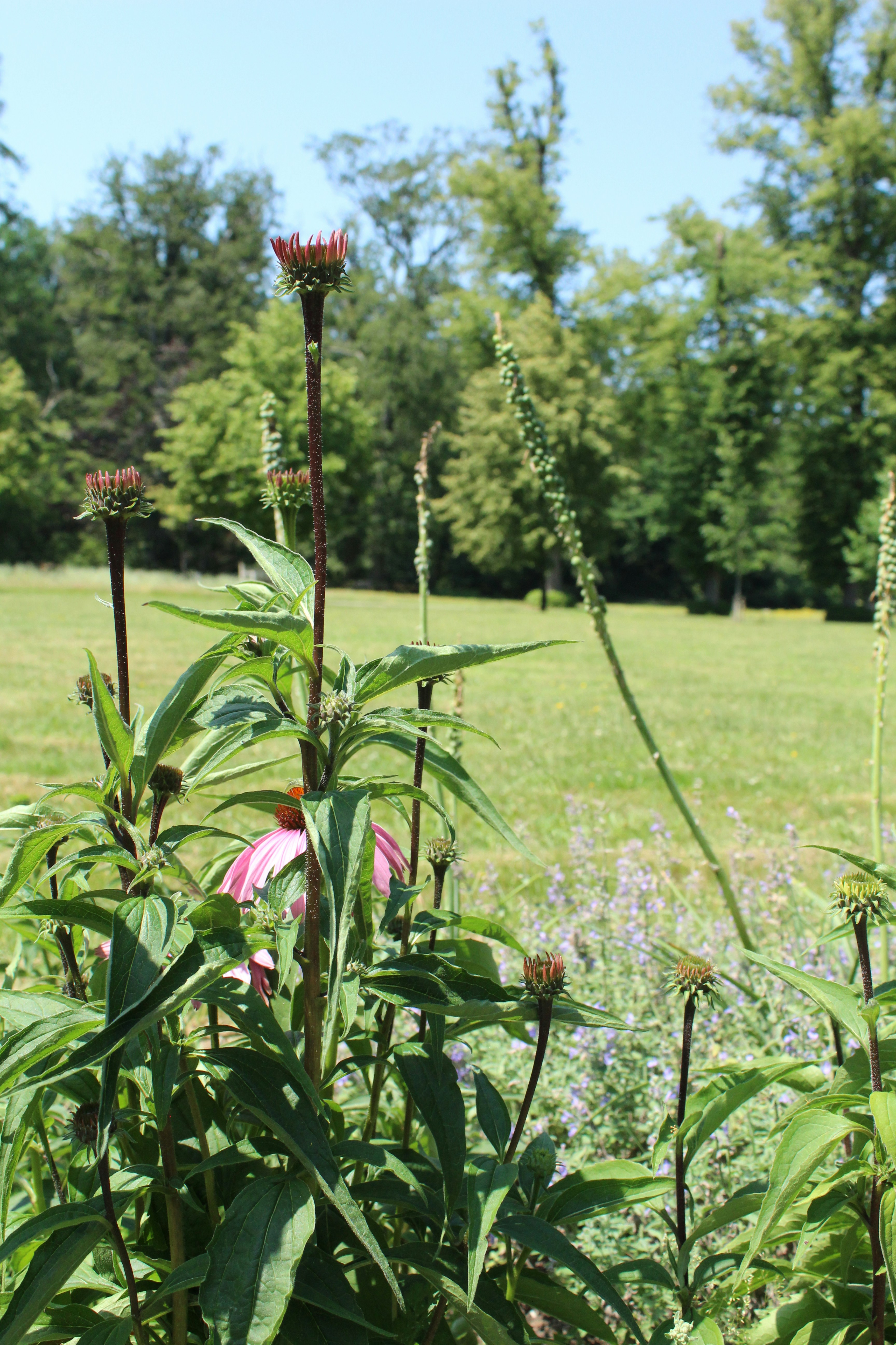 Wildflower Stand Reaching Toward Summer Sky
