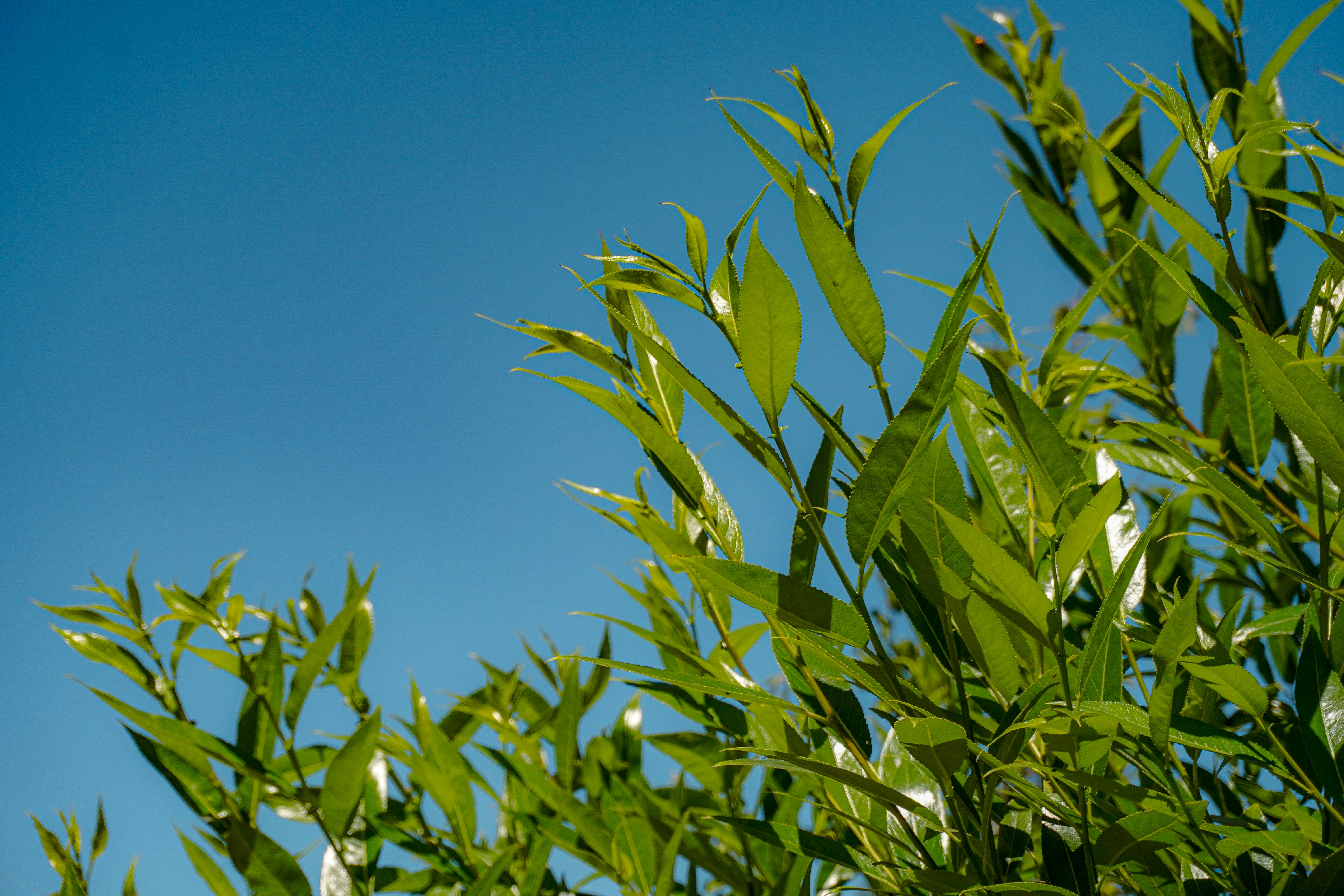 Sunlit Greenery Against a Clear Sky
