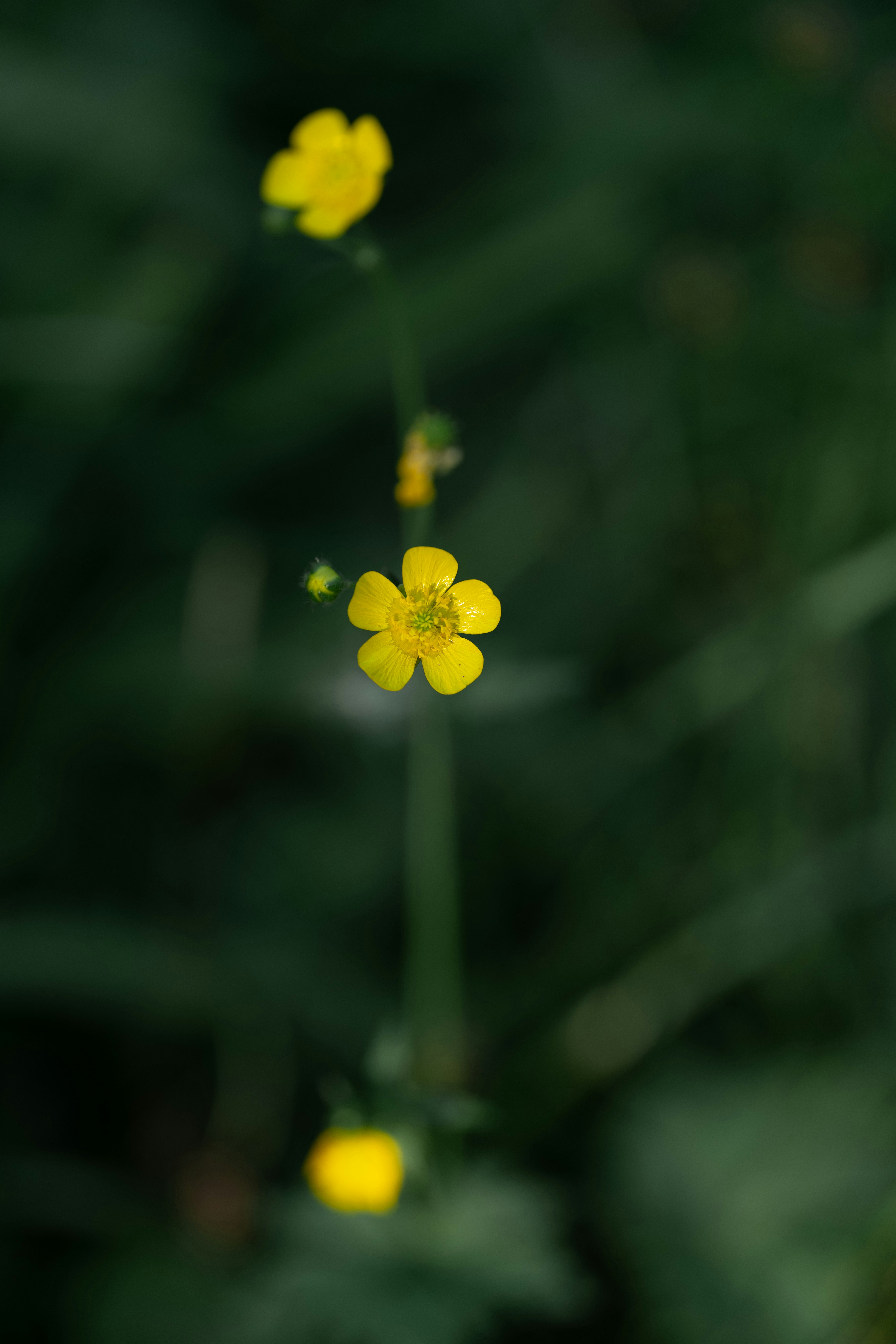 Golden Wildflower in Soft Focus Meadow
