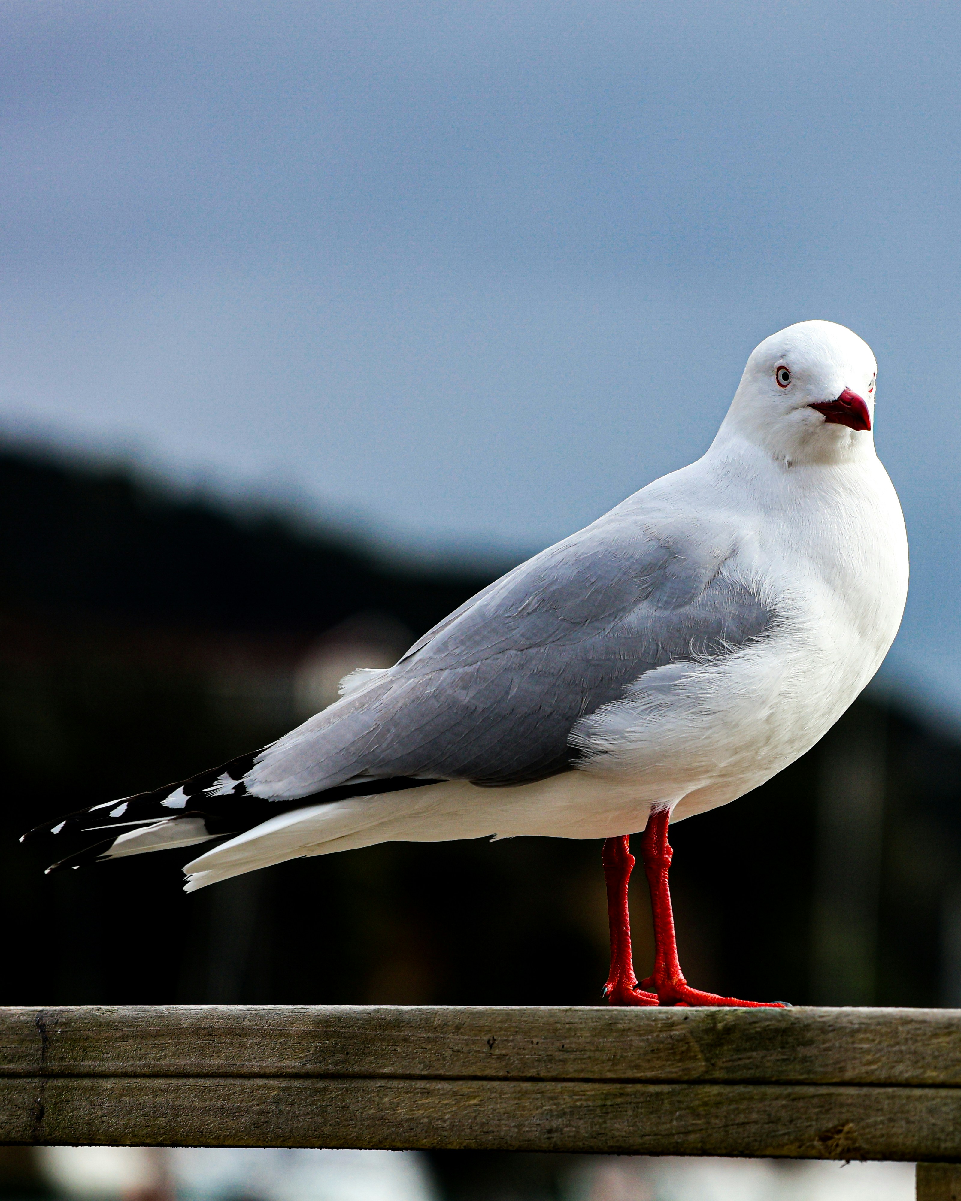 Red-legged Seagull on a Weathered Rail under a Distant Horizon