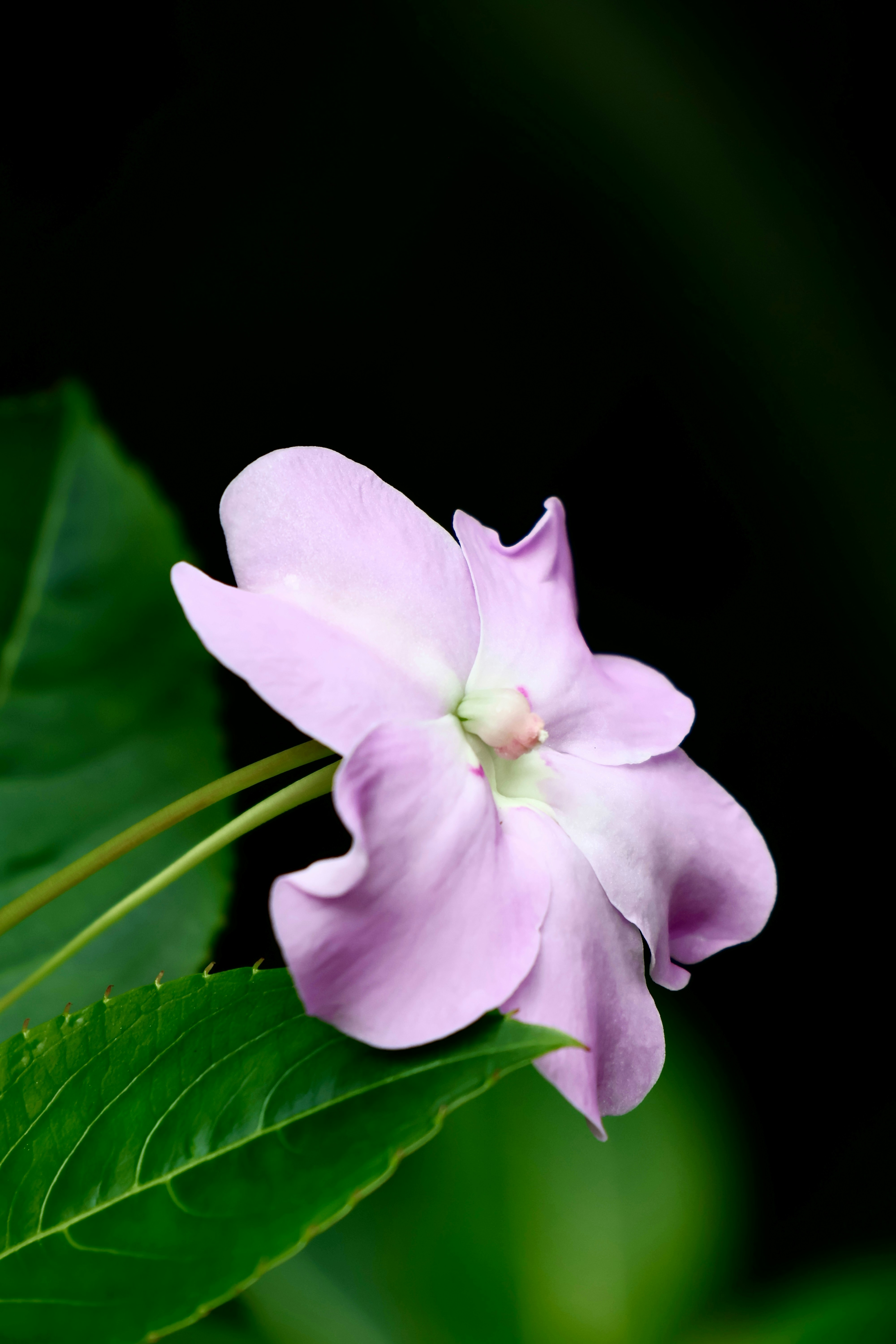 Soft-lilac orchid blossom against velvet night