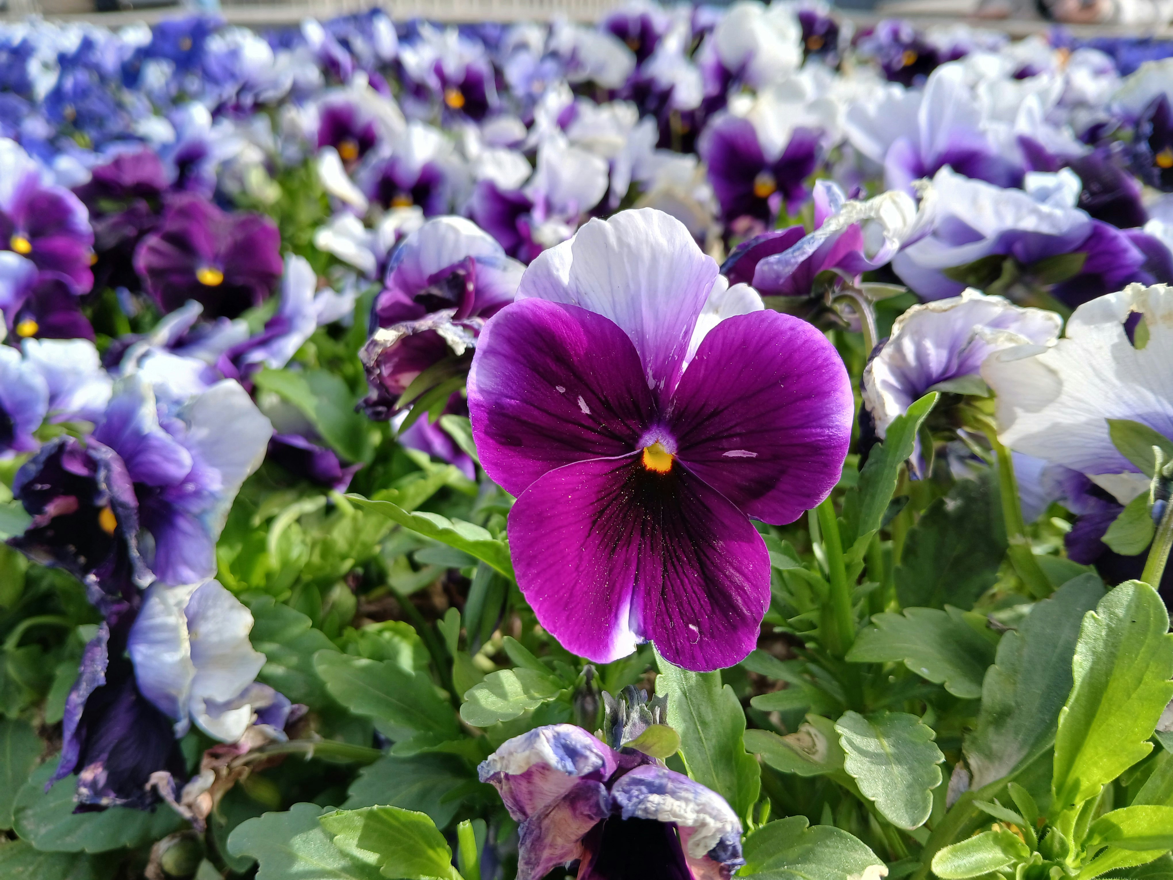 Vibrant Viola Centerpiece: A Field of Purple Petals