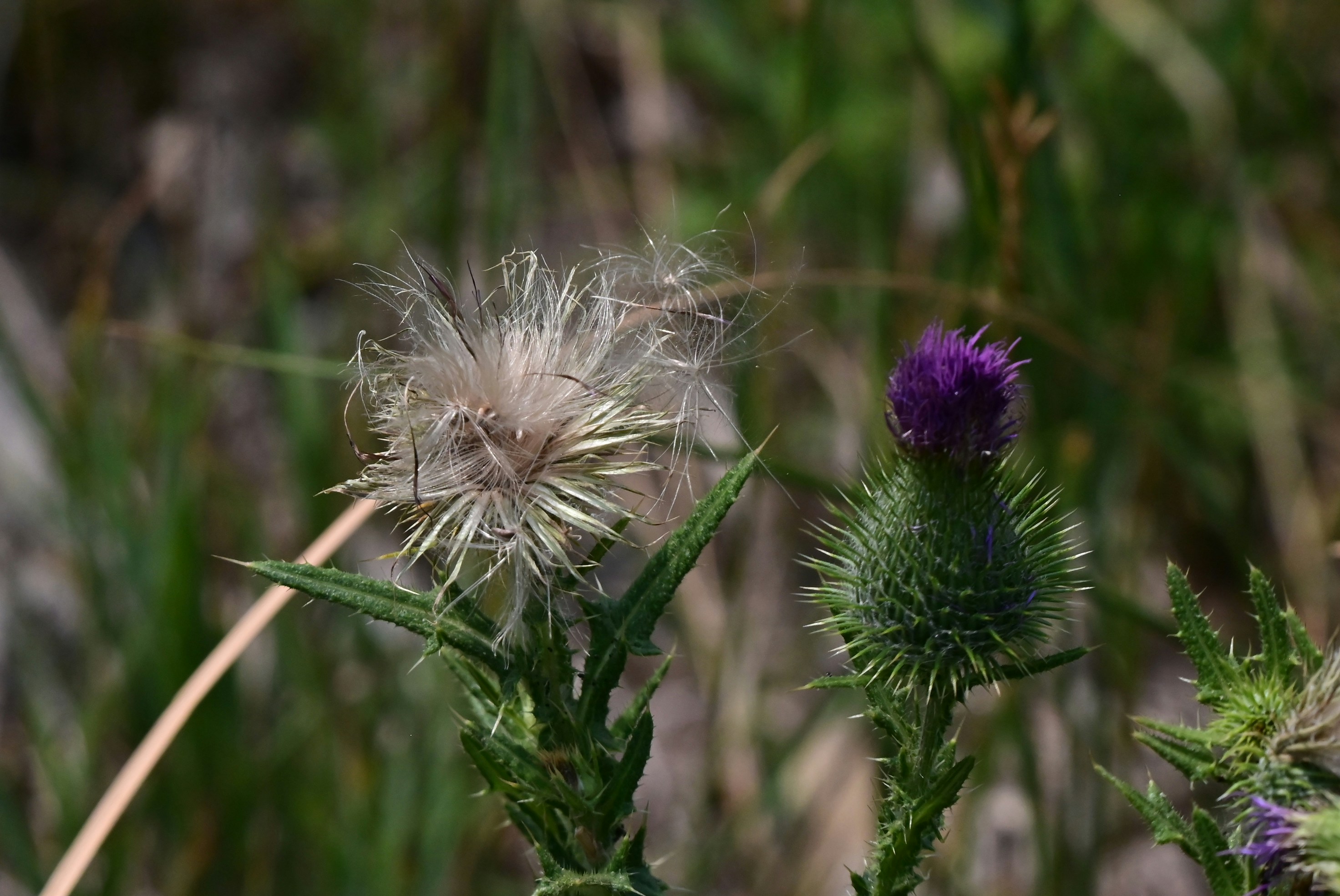 Close-Up of Dandelion Seed Head and Purple Thistle in Wild Grass