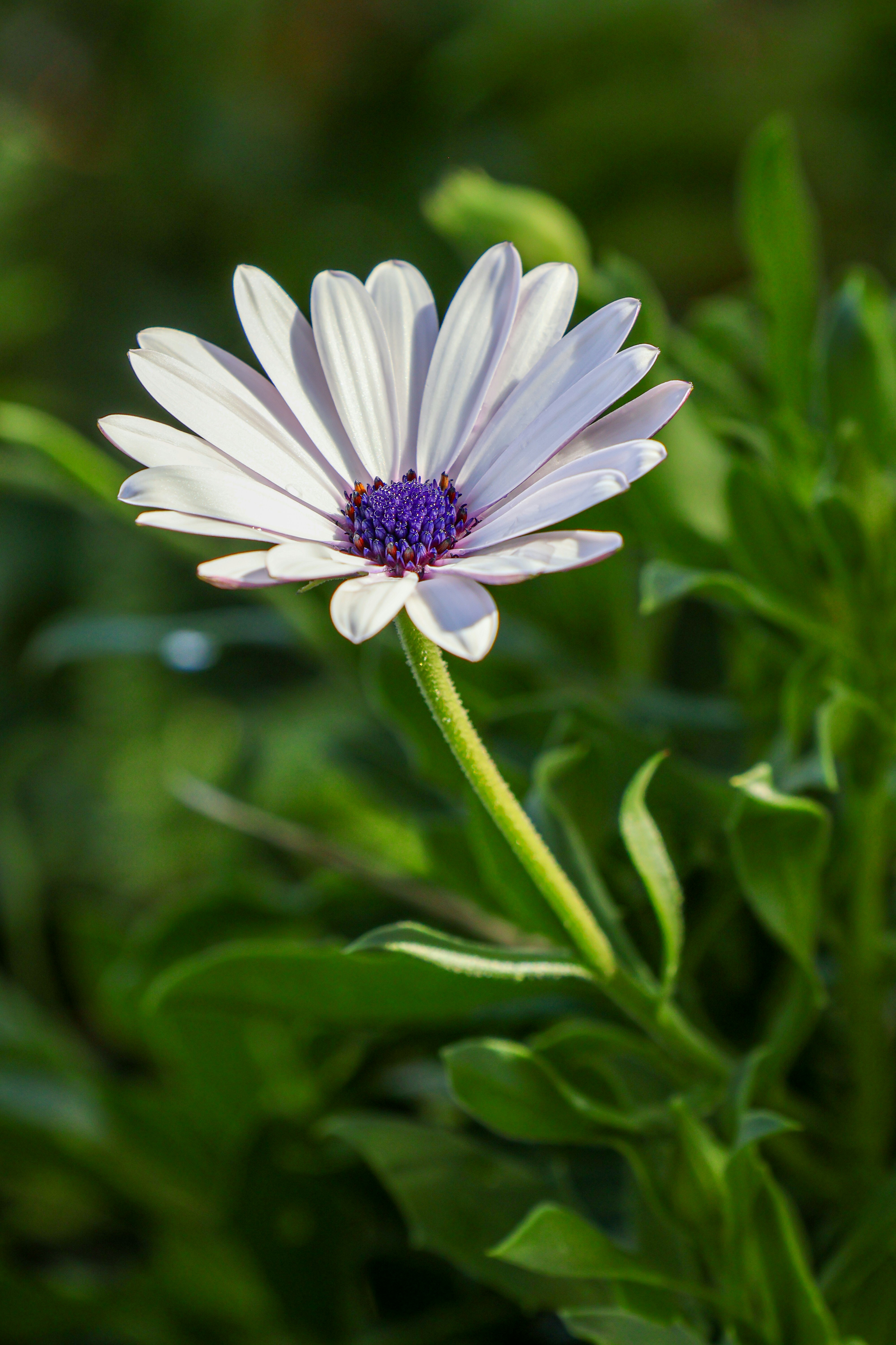 Purple-centered daisy blooms against a lush green background, captured with natural light and shallow depth for gentle separation.