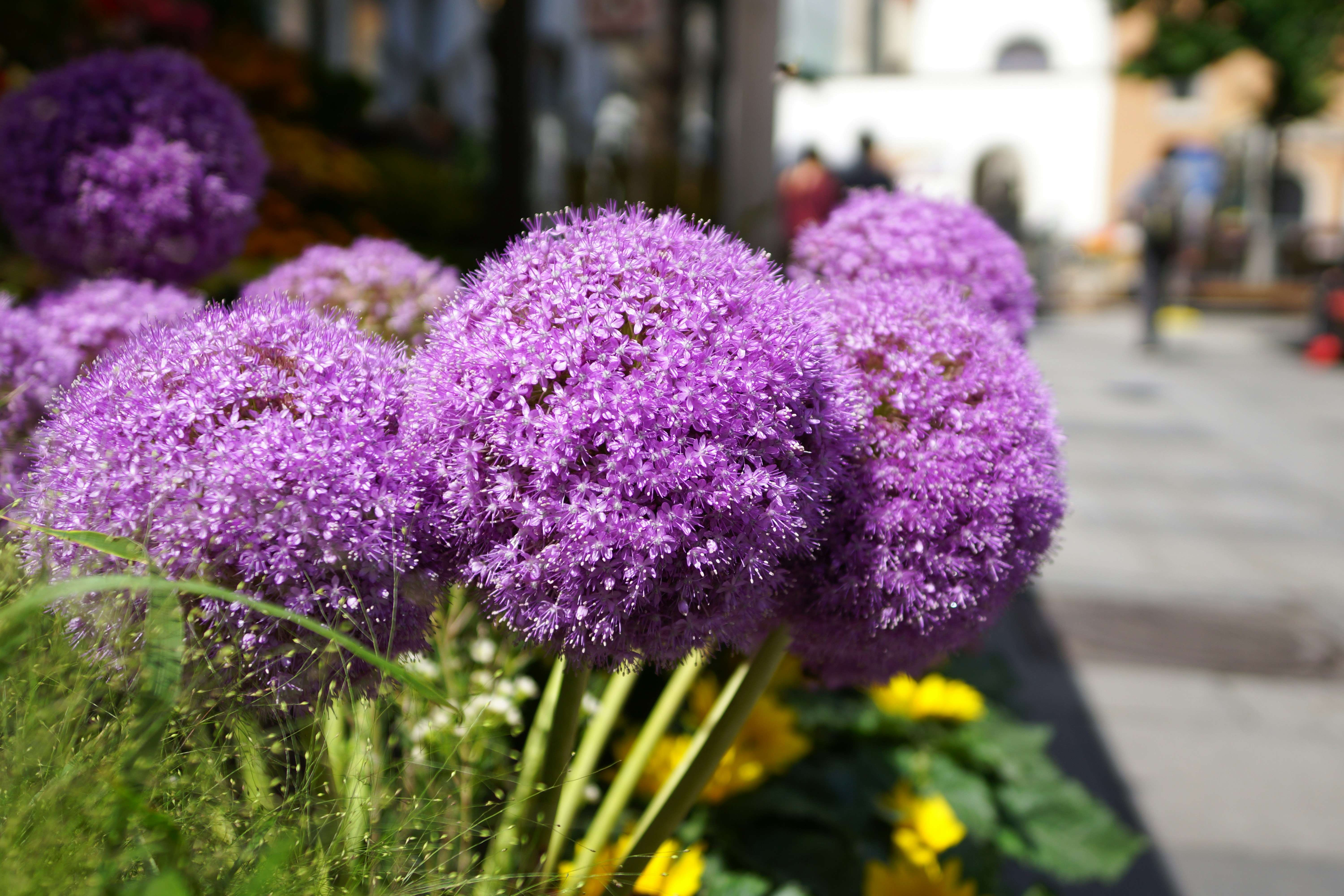 A cluster of vivid purple allium blooms dominates a city sidewalk bed, with blurred background pedestrians and urban architecture providing context.