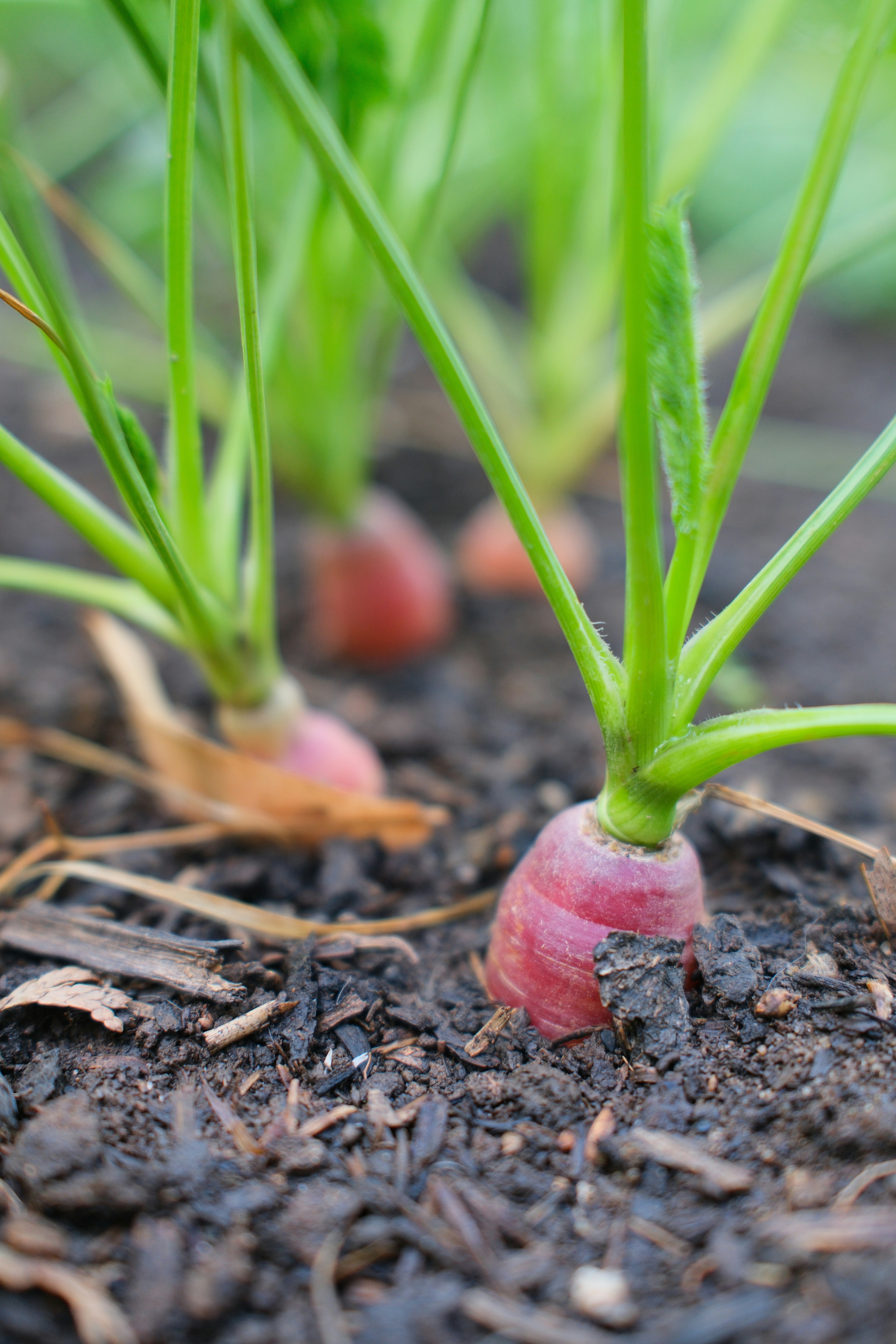 Grounded Turn: Beets Surfacing Through Rich Soil