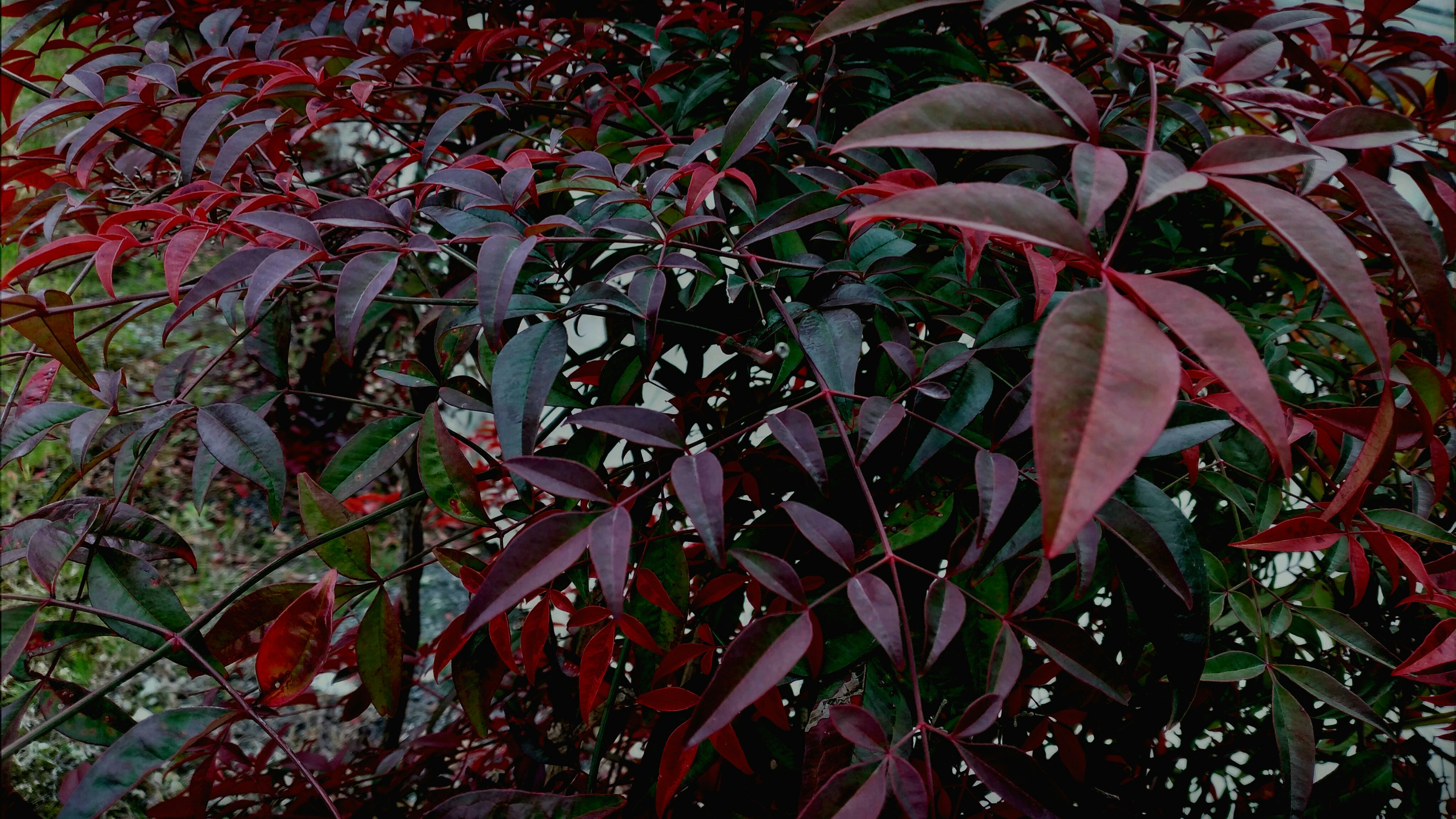 Dense cluster of red-tinged leaves with a hint of green, forming a vibrant foliage scene in soft natural light.