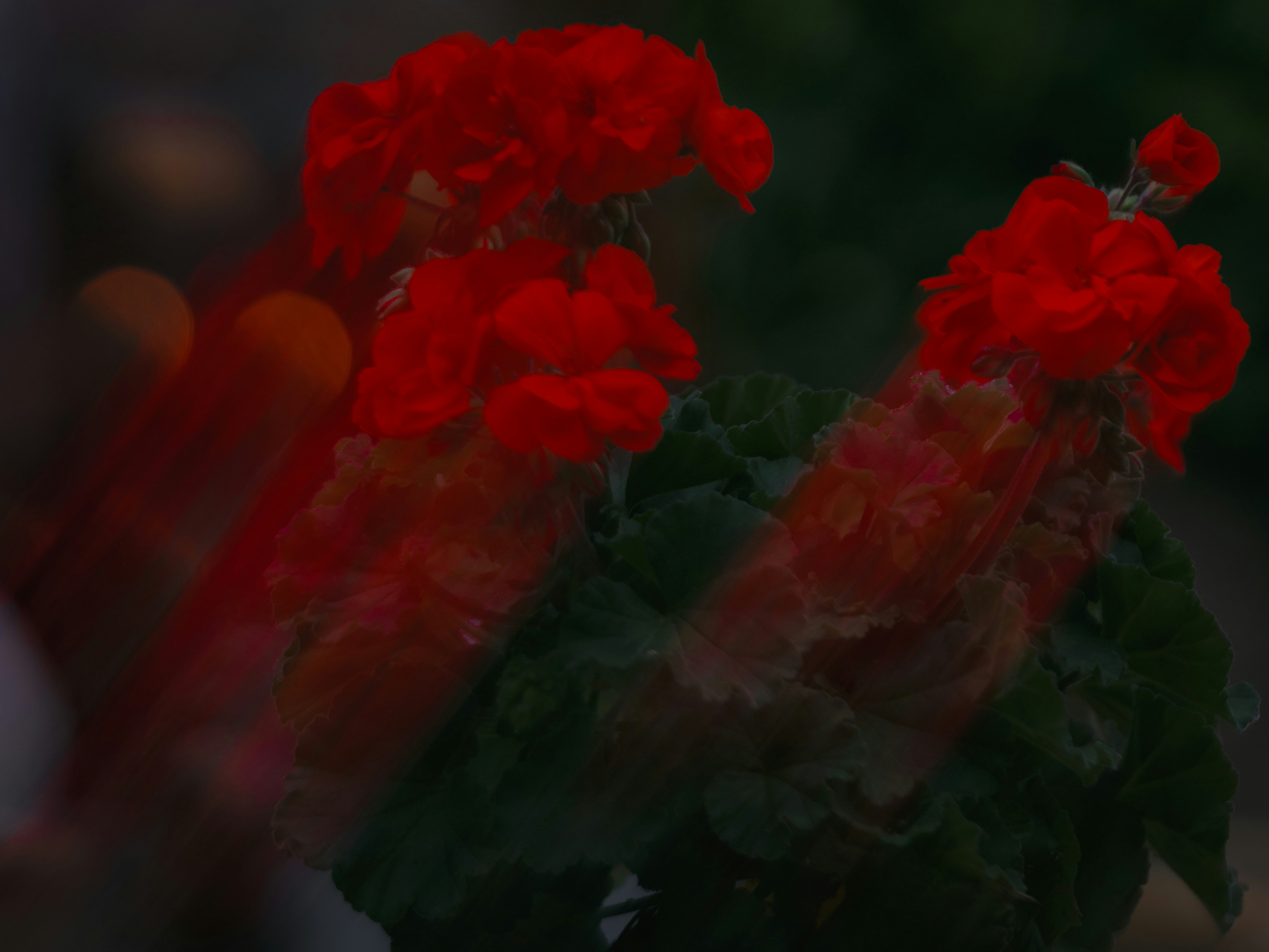 Blossoms in Shadow: Red Ribbons Through a Veil of Light