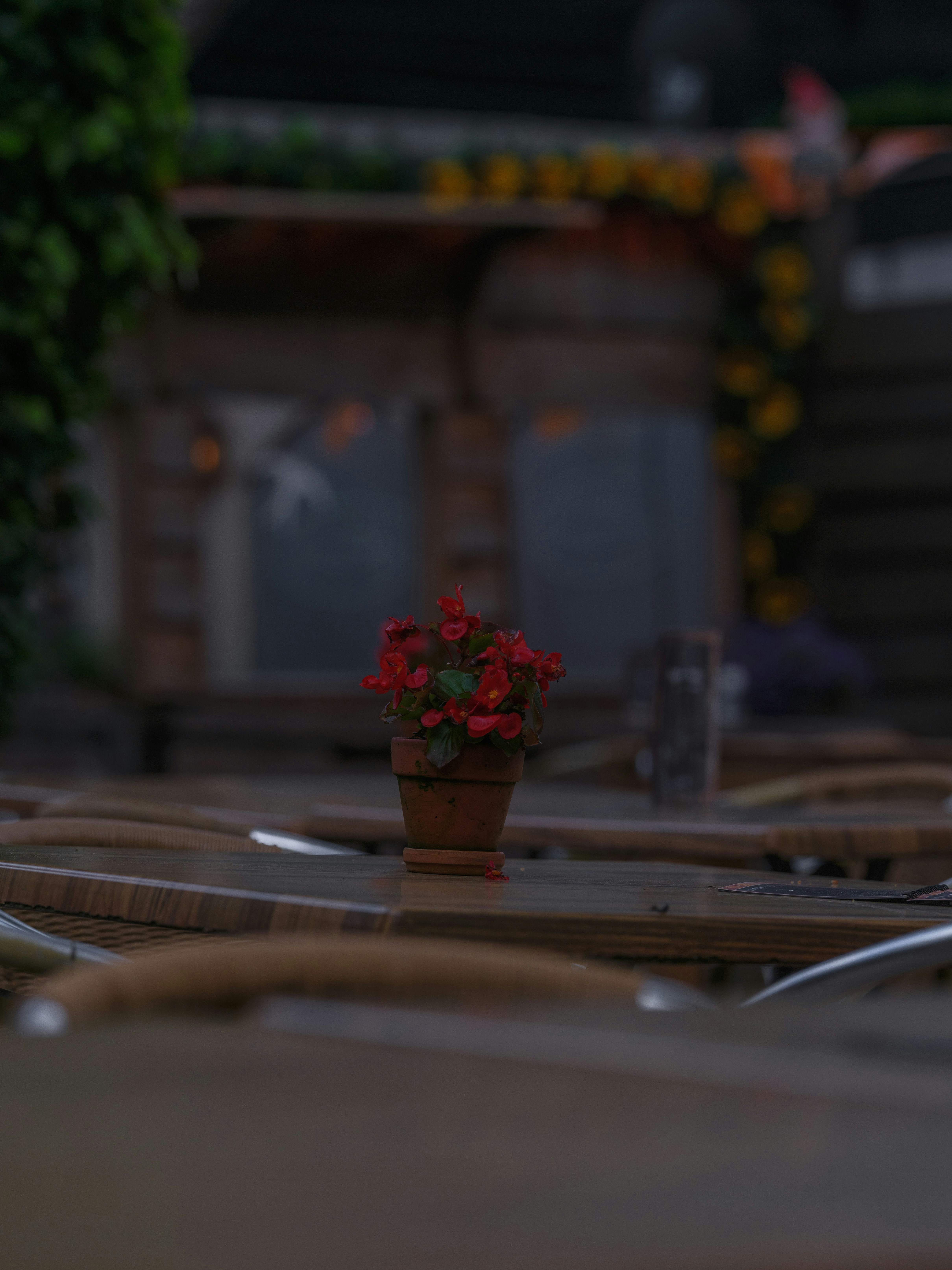 Red Geranium in a Quiet Garden Bistro