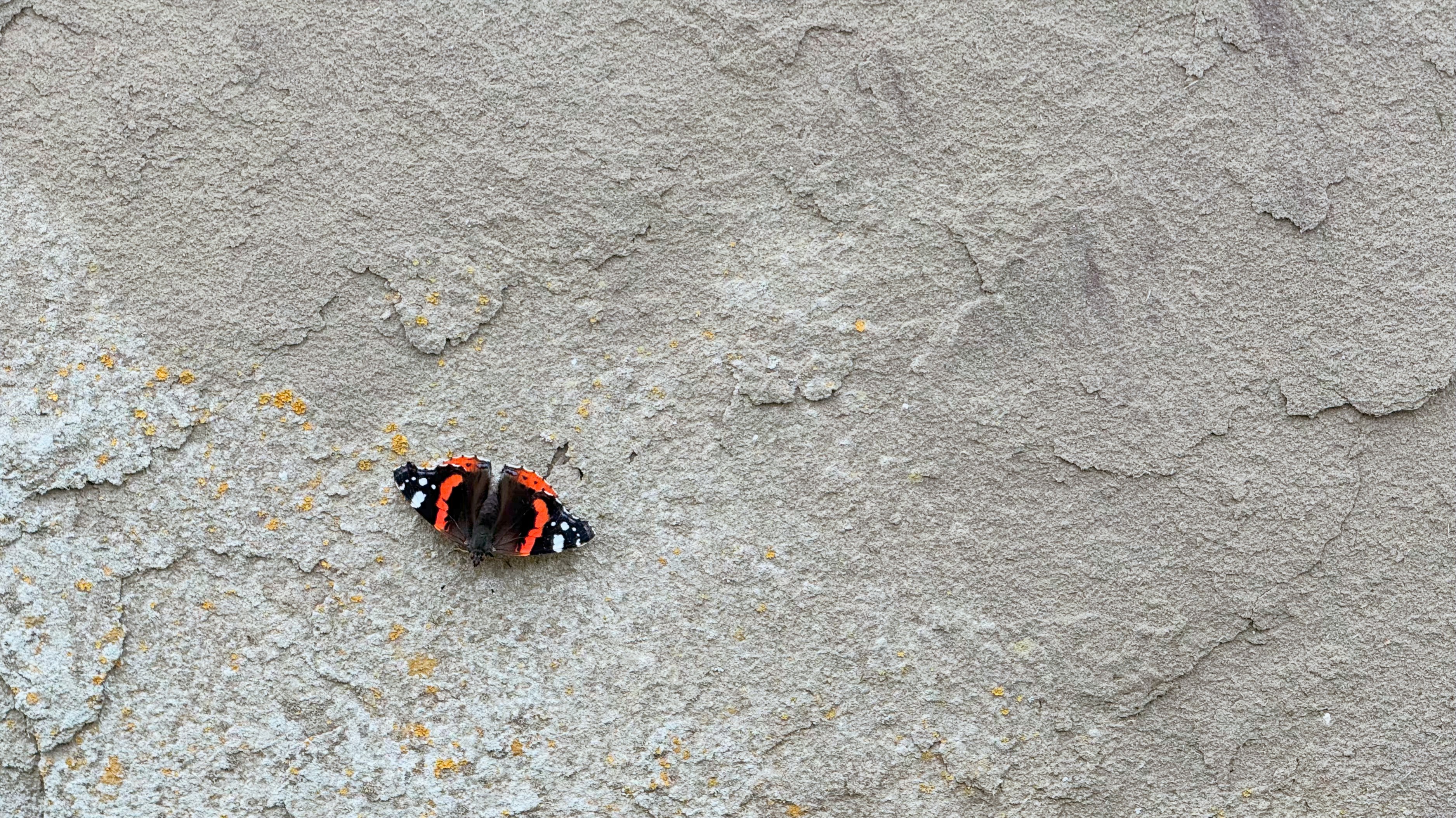 A Red Admiral butterfly resting on a weathered stone wall, its vivid red, black and white wings standing out against the muted textured background.