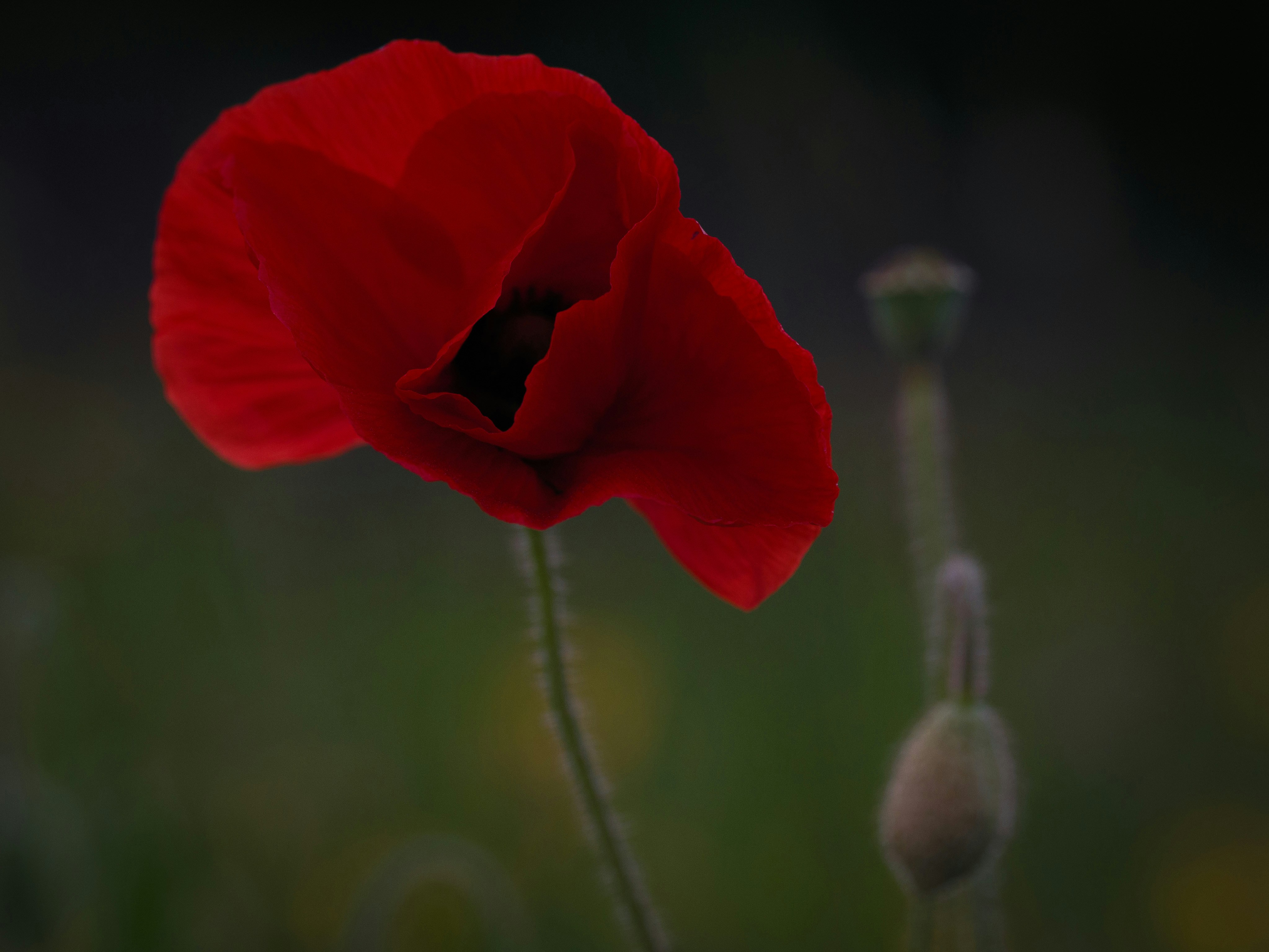 Red Dawn: A solitary poppy in soft focus against a muted field