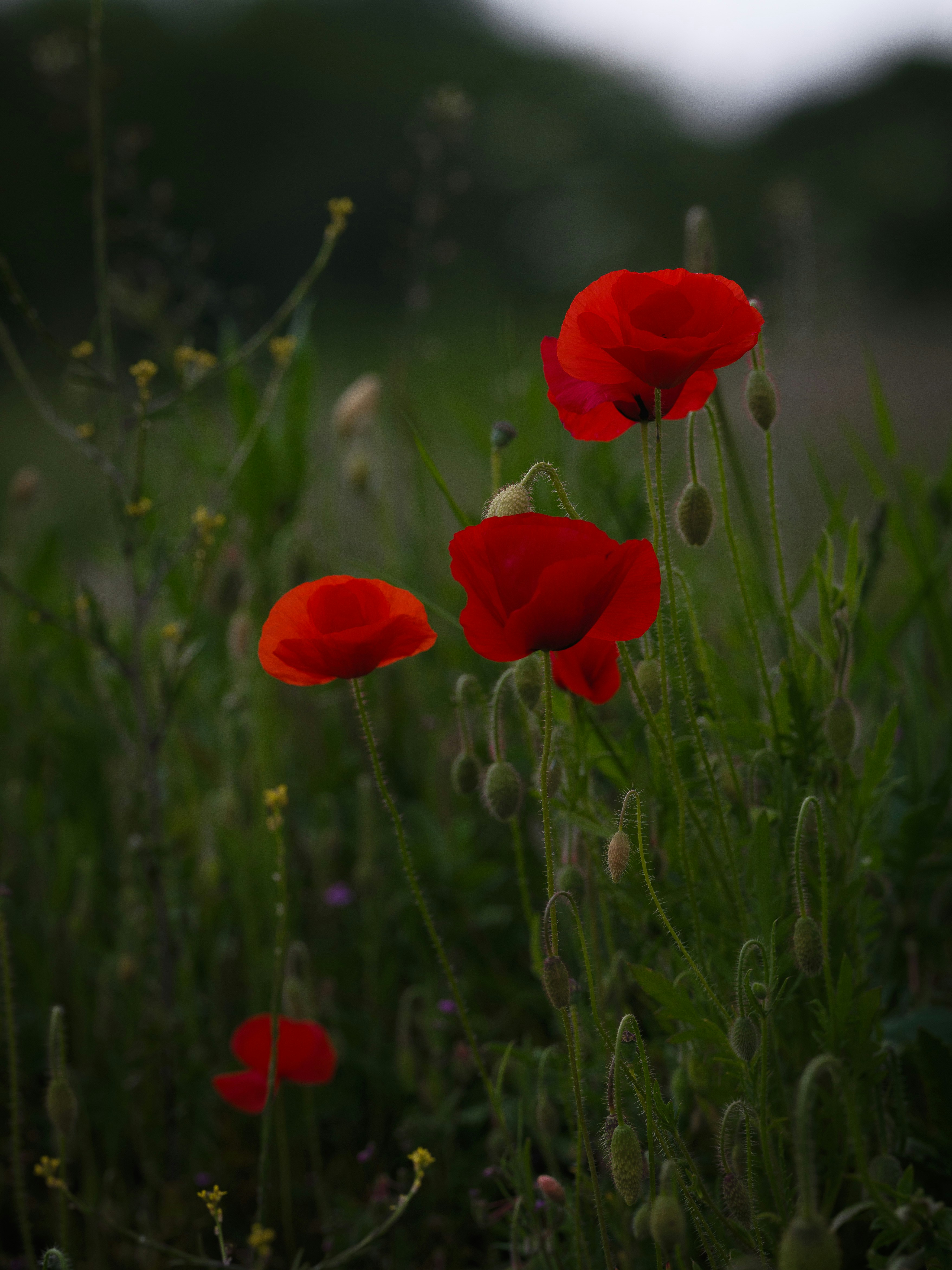 Red Poppies in a Dim Meadow