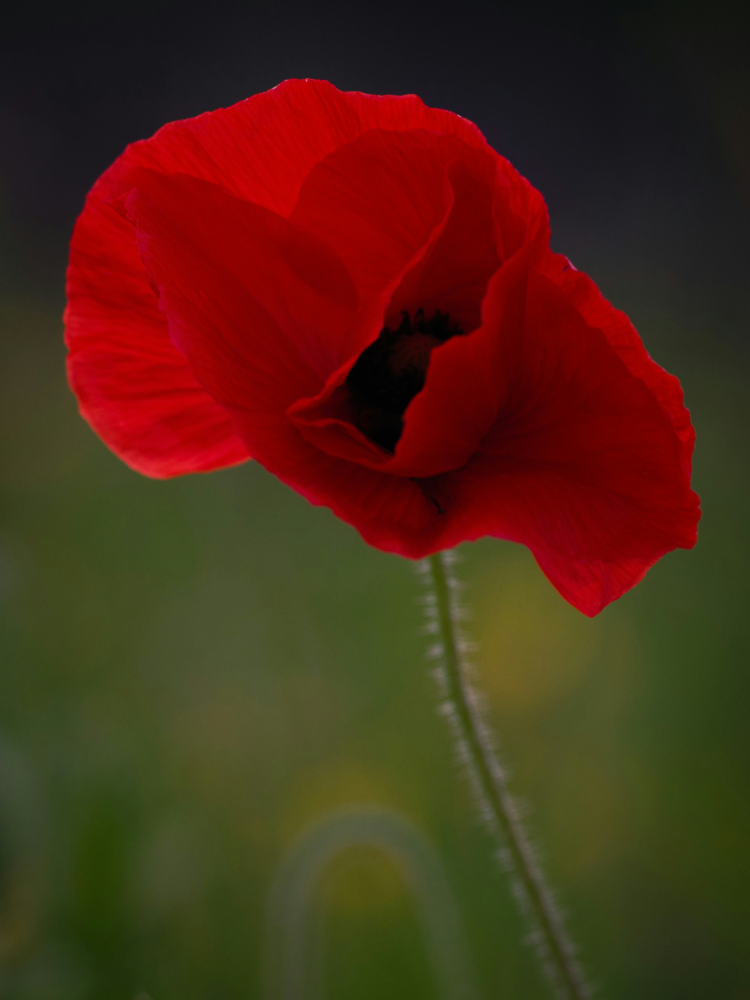 Red Poppy in Soft Focus: A Gentle Stalk Against a Blurred Field