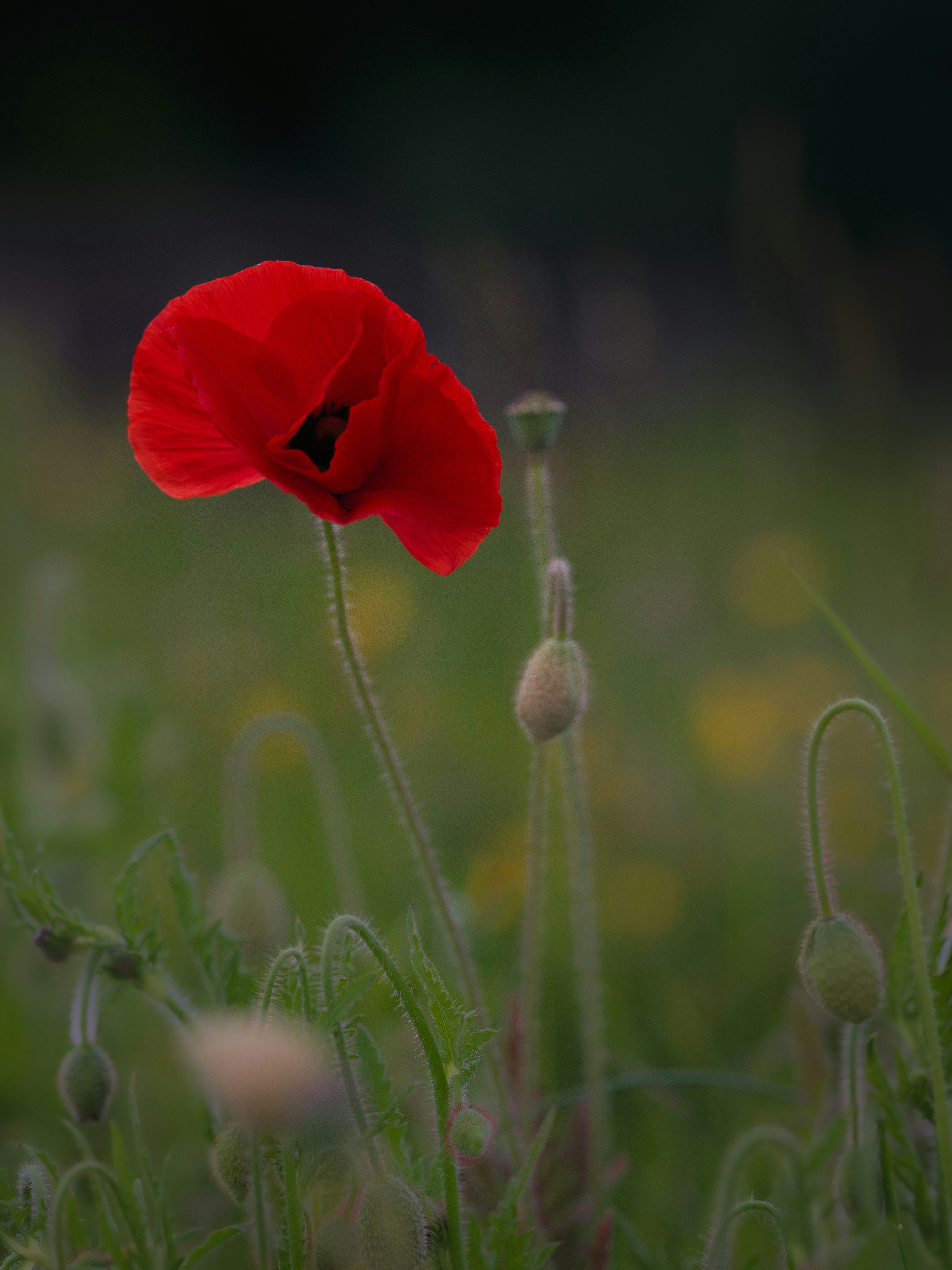Red Poppy in a Meadow: A Quiet Burst of Color