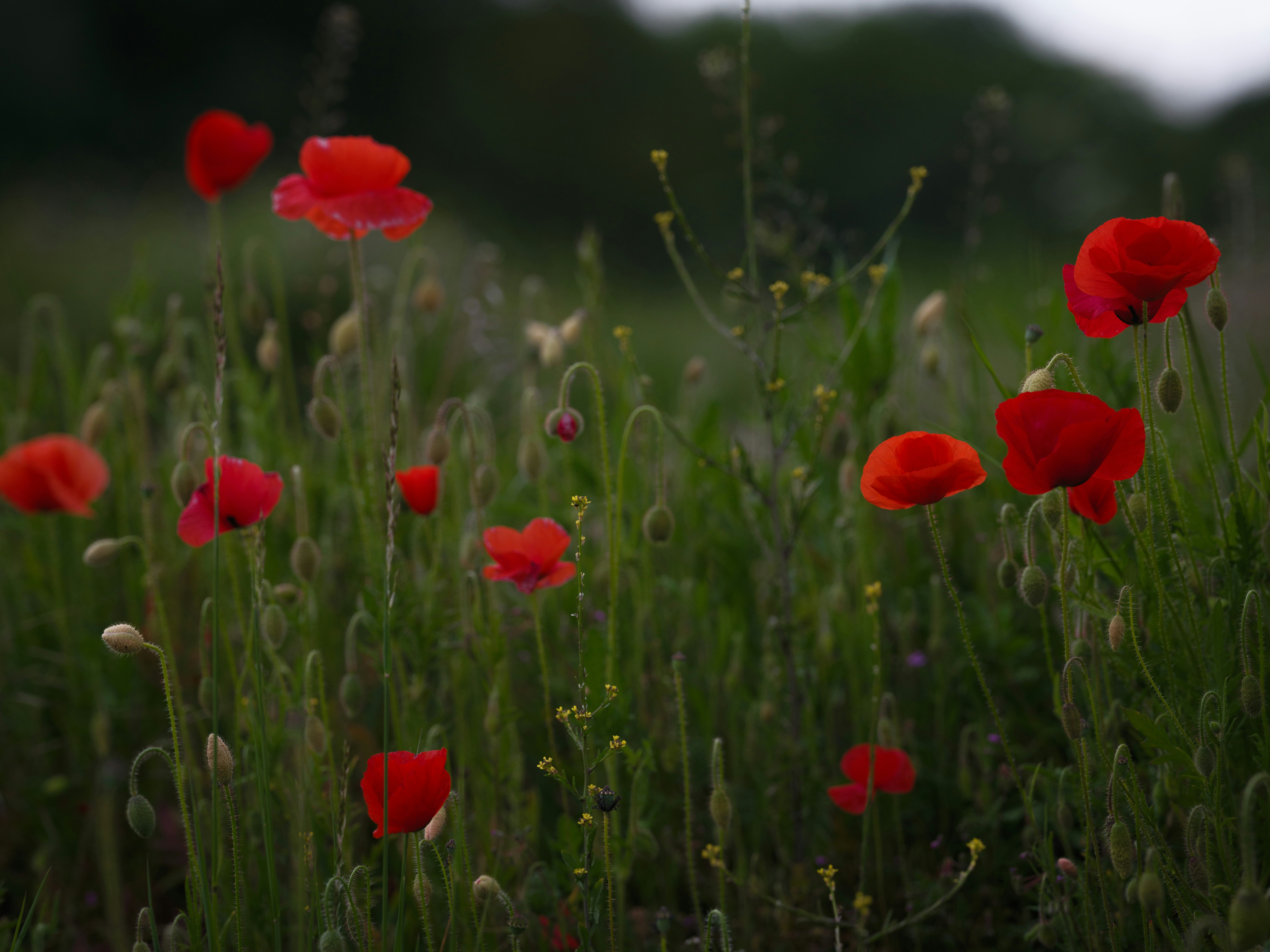 Crimson Blooms in a Quiet Meadow
