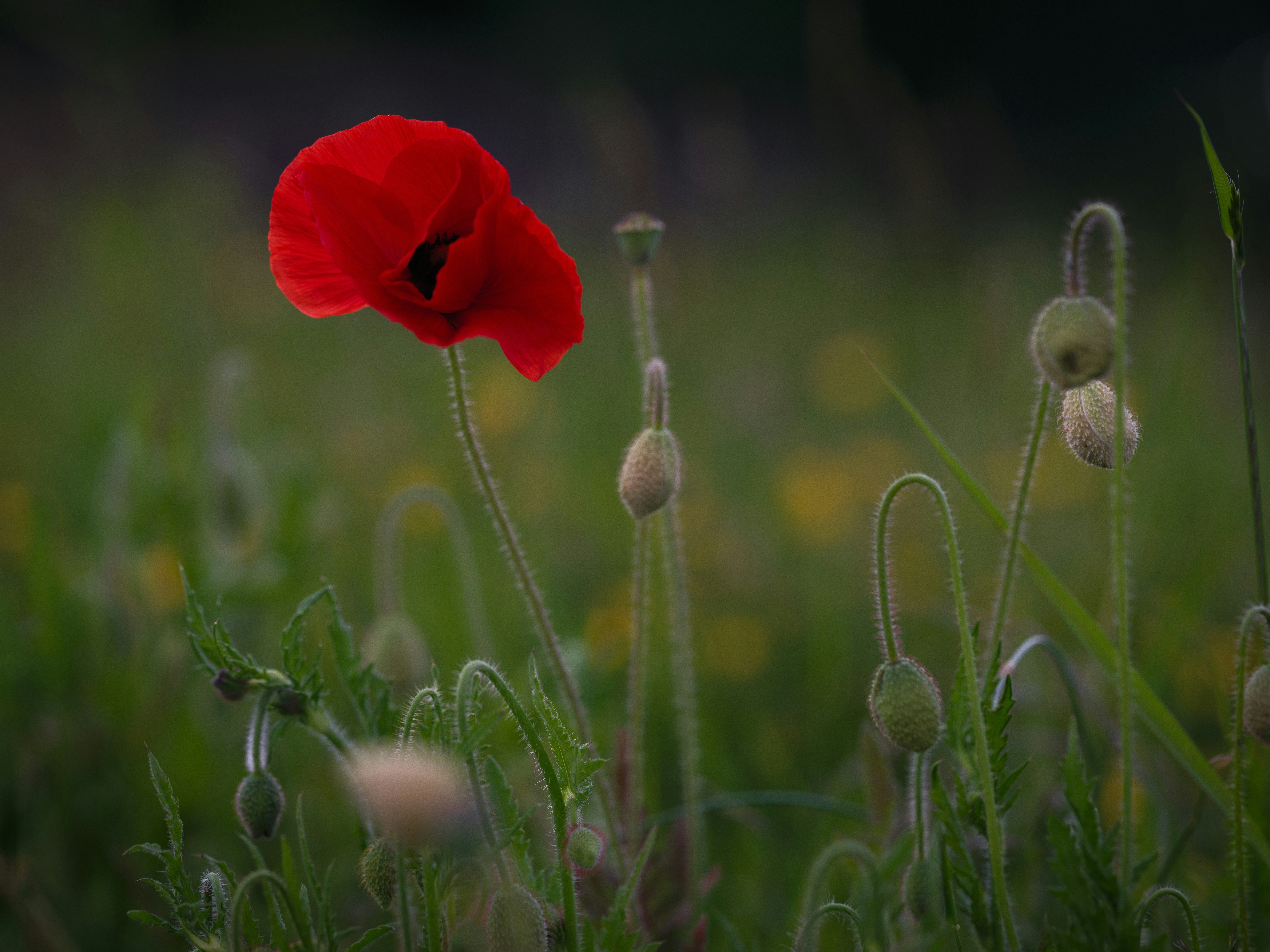 Scarlet Bloom in a Quiet Meadow