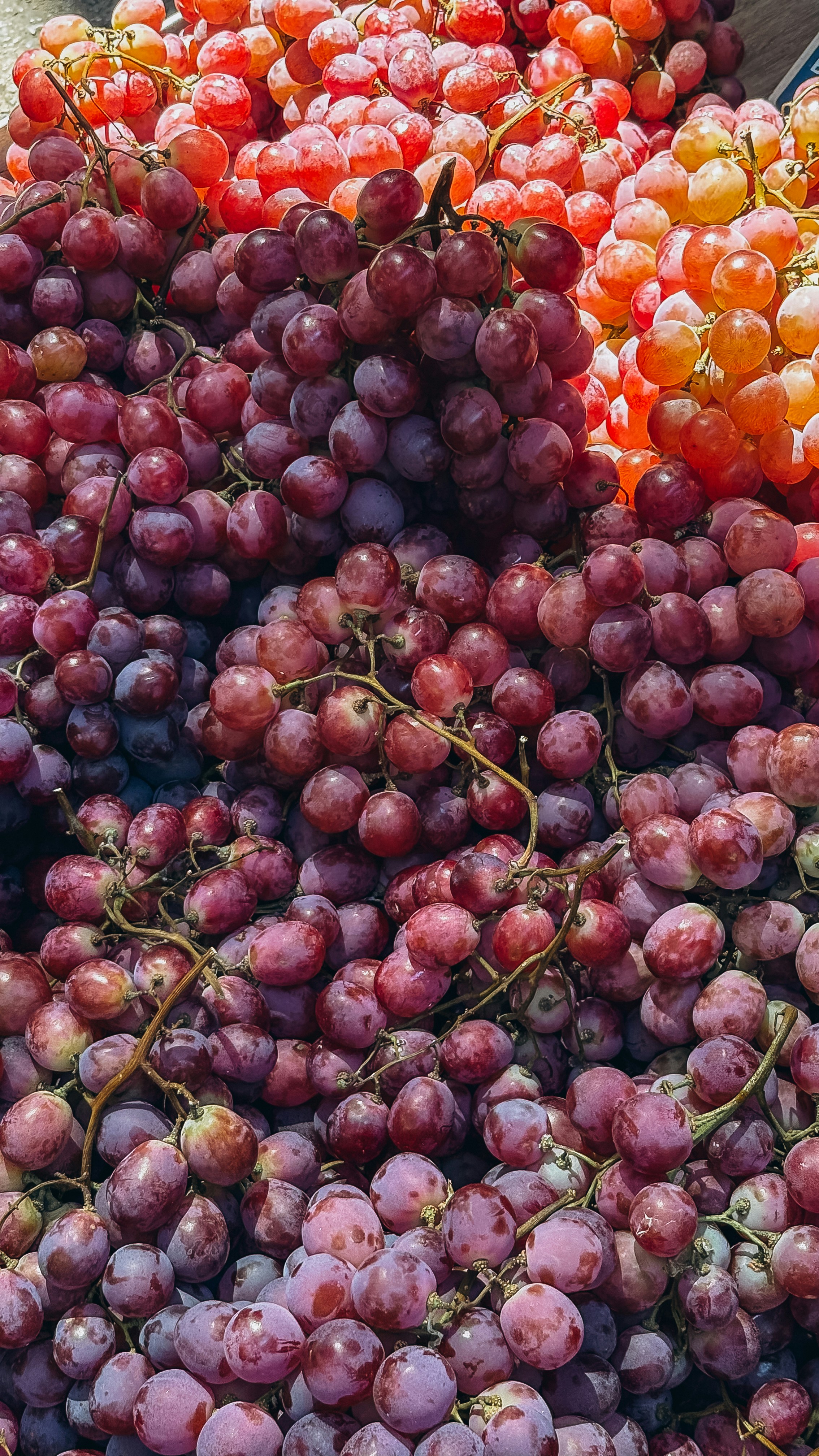 Vibrant Cascade of Red and Purple Grapes