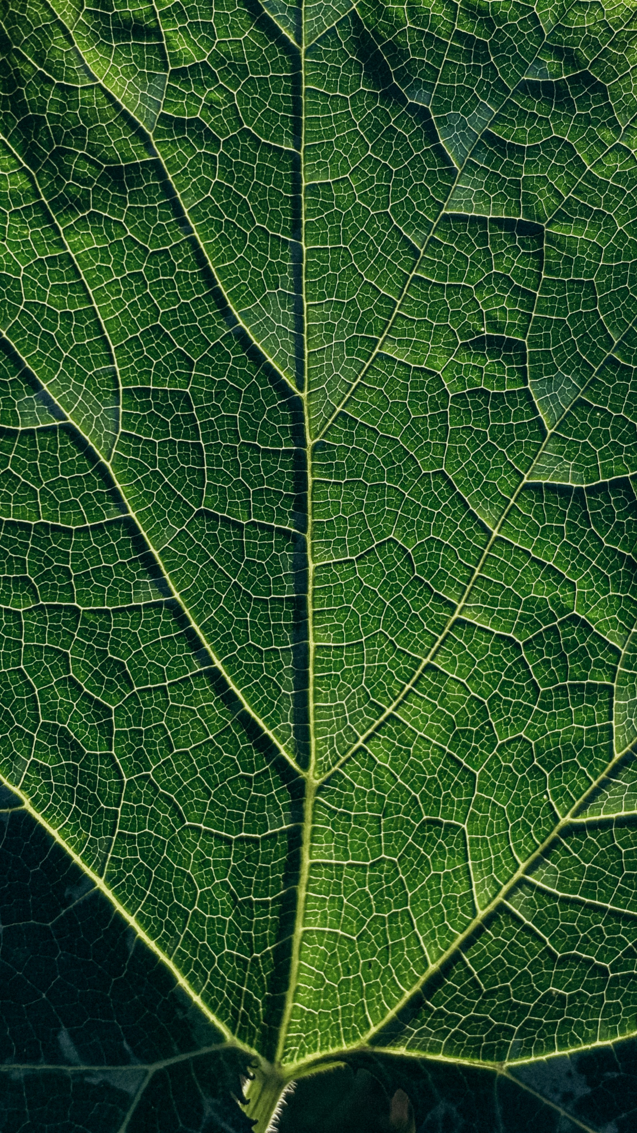 Veined Green: A Close Return to the Leaf’s Core