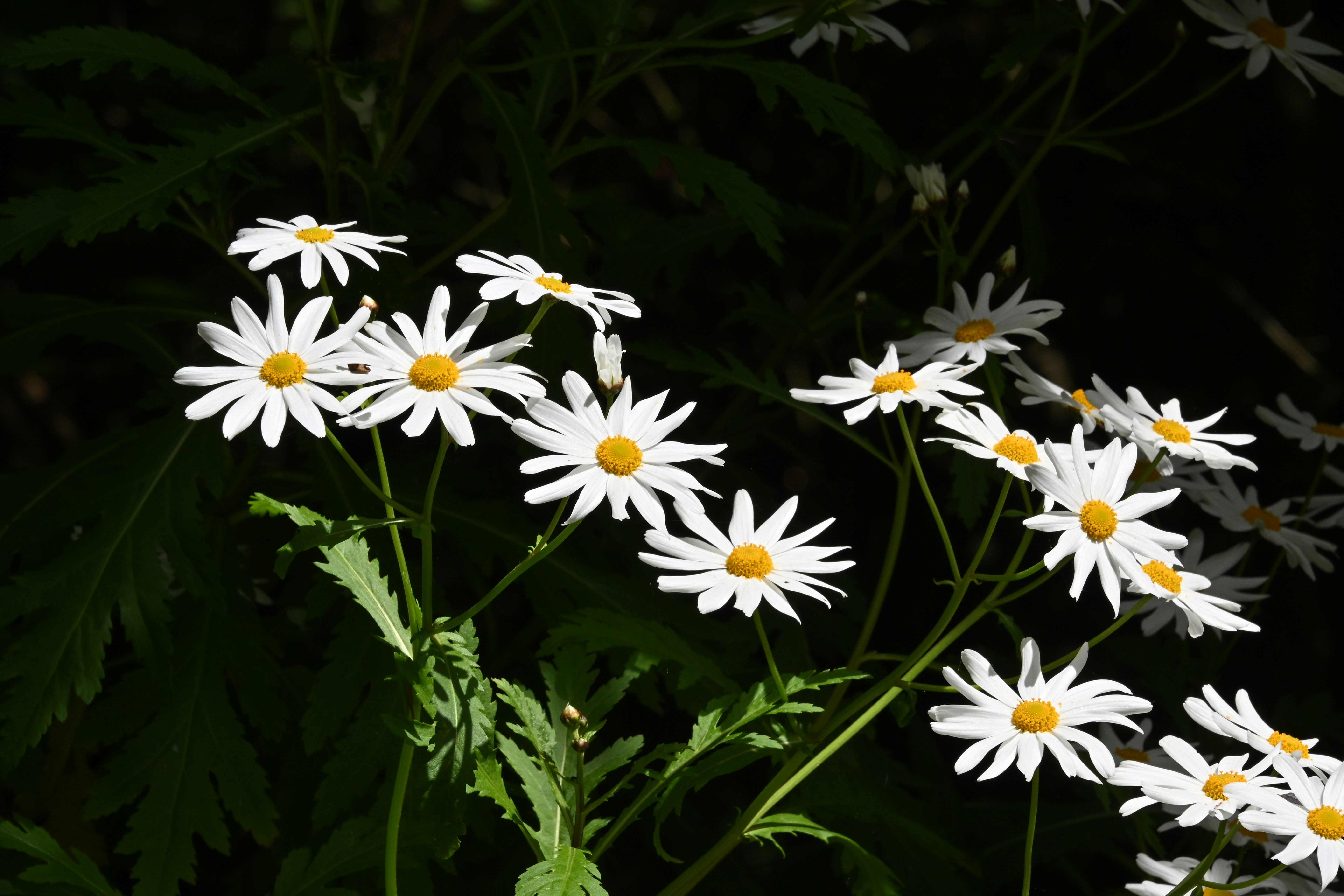 Sunlit Daisies in a Quiet Green Glade