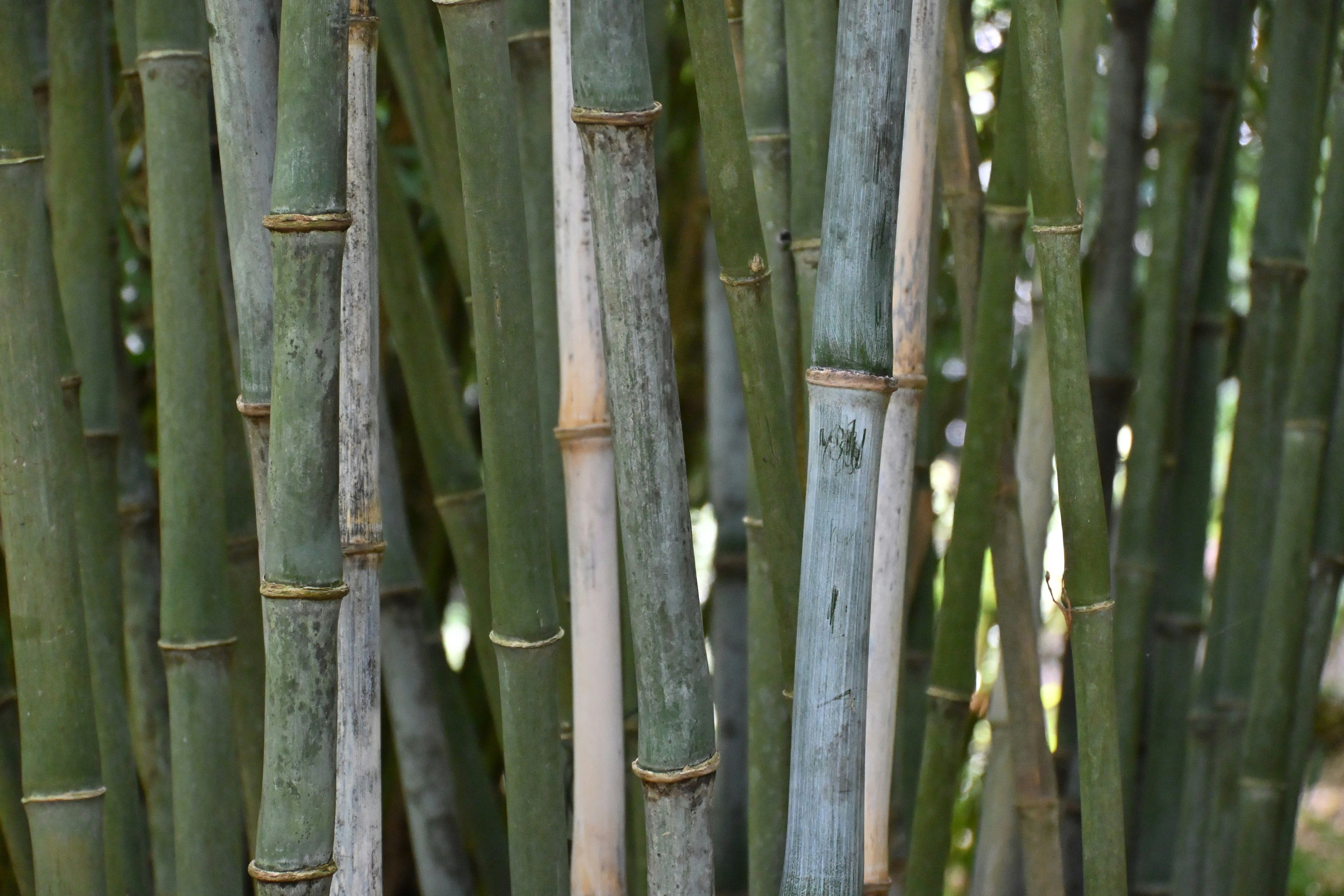 Verdant Bamboo Corridor: Vertical Green Rails