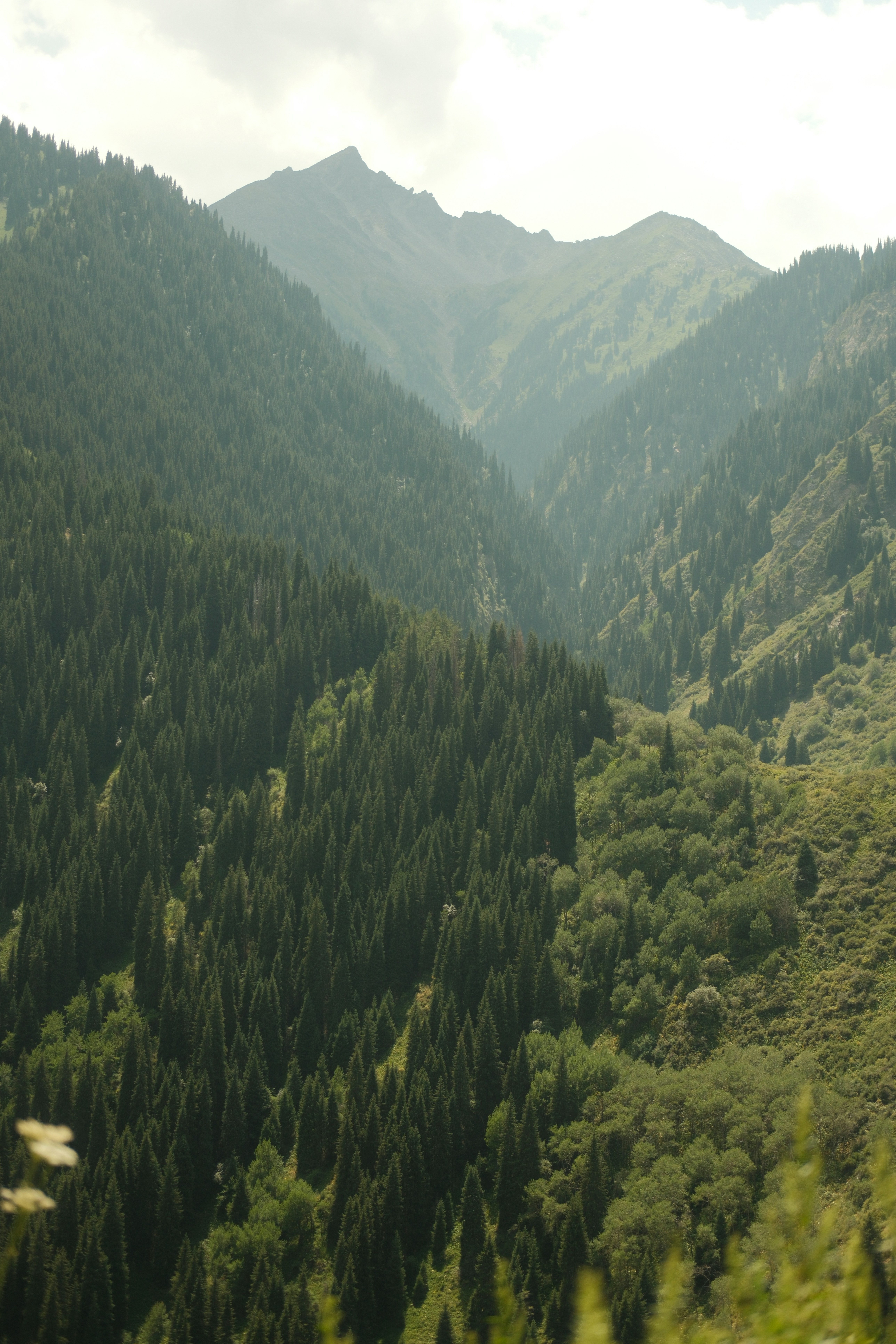 Valley Crown: A Quiet Ridgeline Peering Through Pine Veils