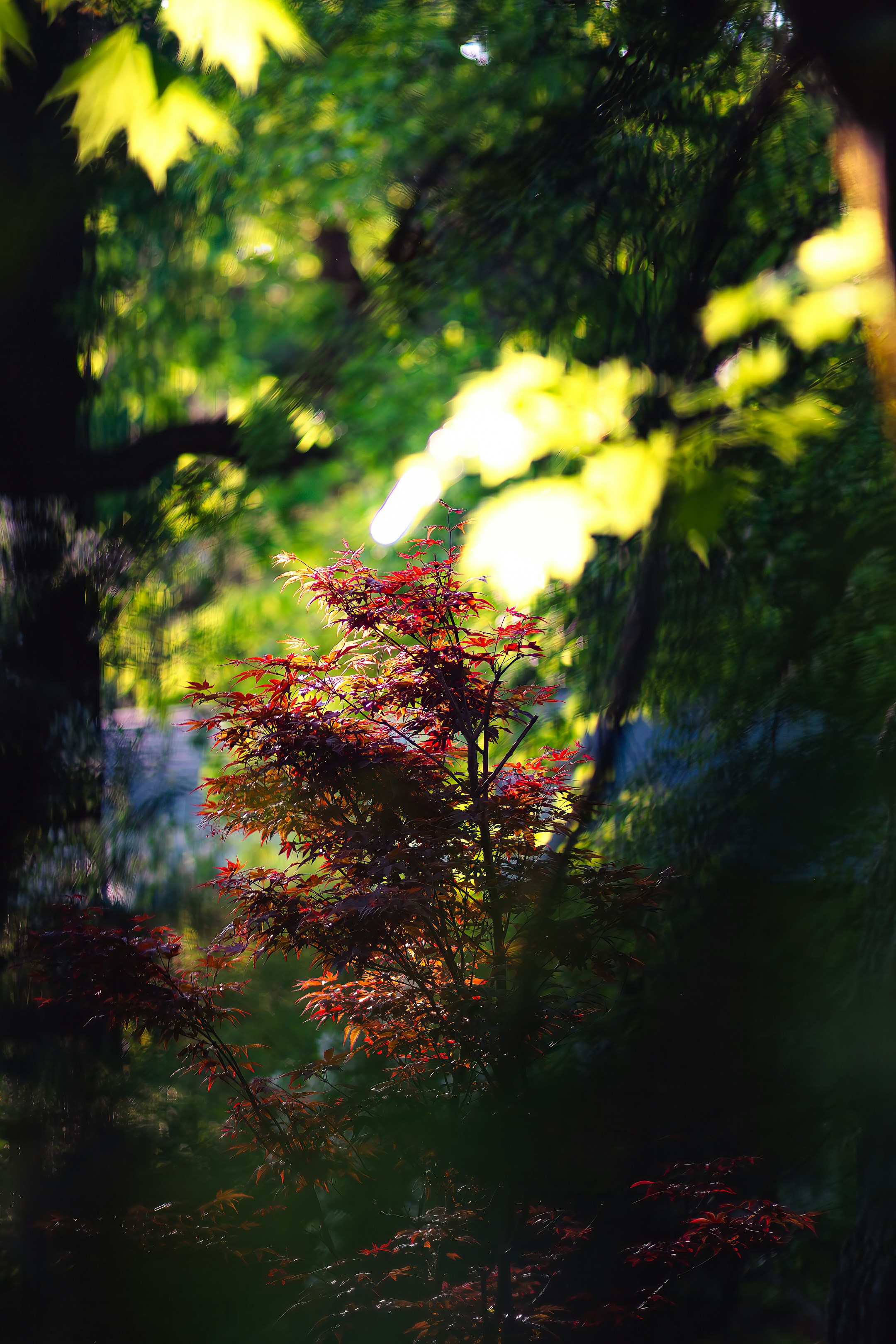 Emerald Canopy and Red Ember in a Quiet Forest Path