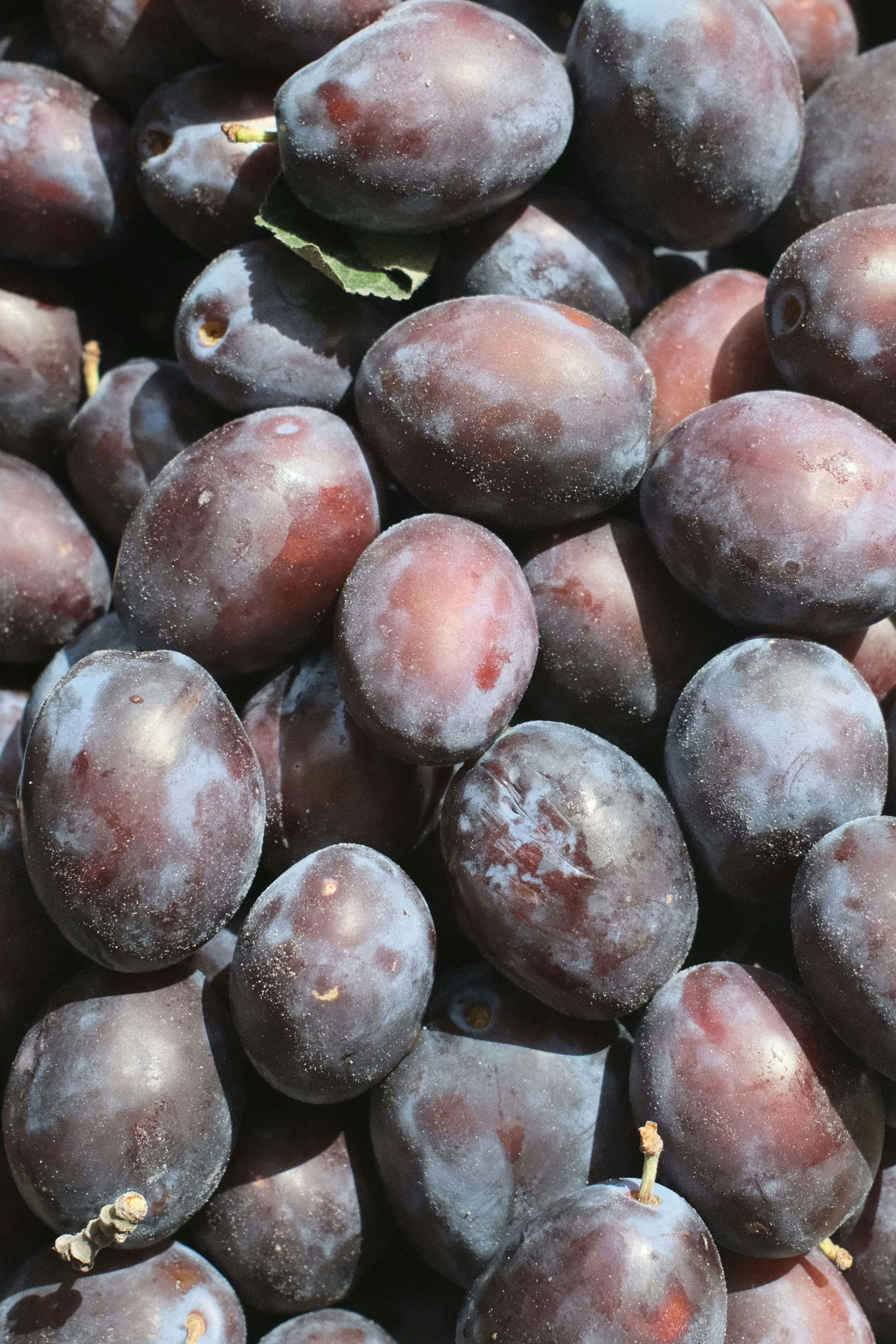 Close-Up Harvest: A Dense Patch of Frost-kissed Plums