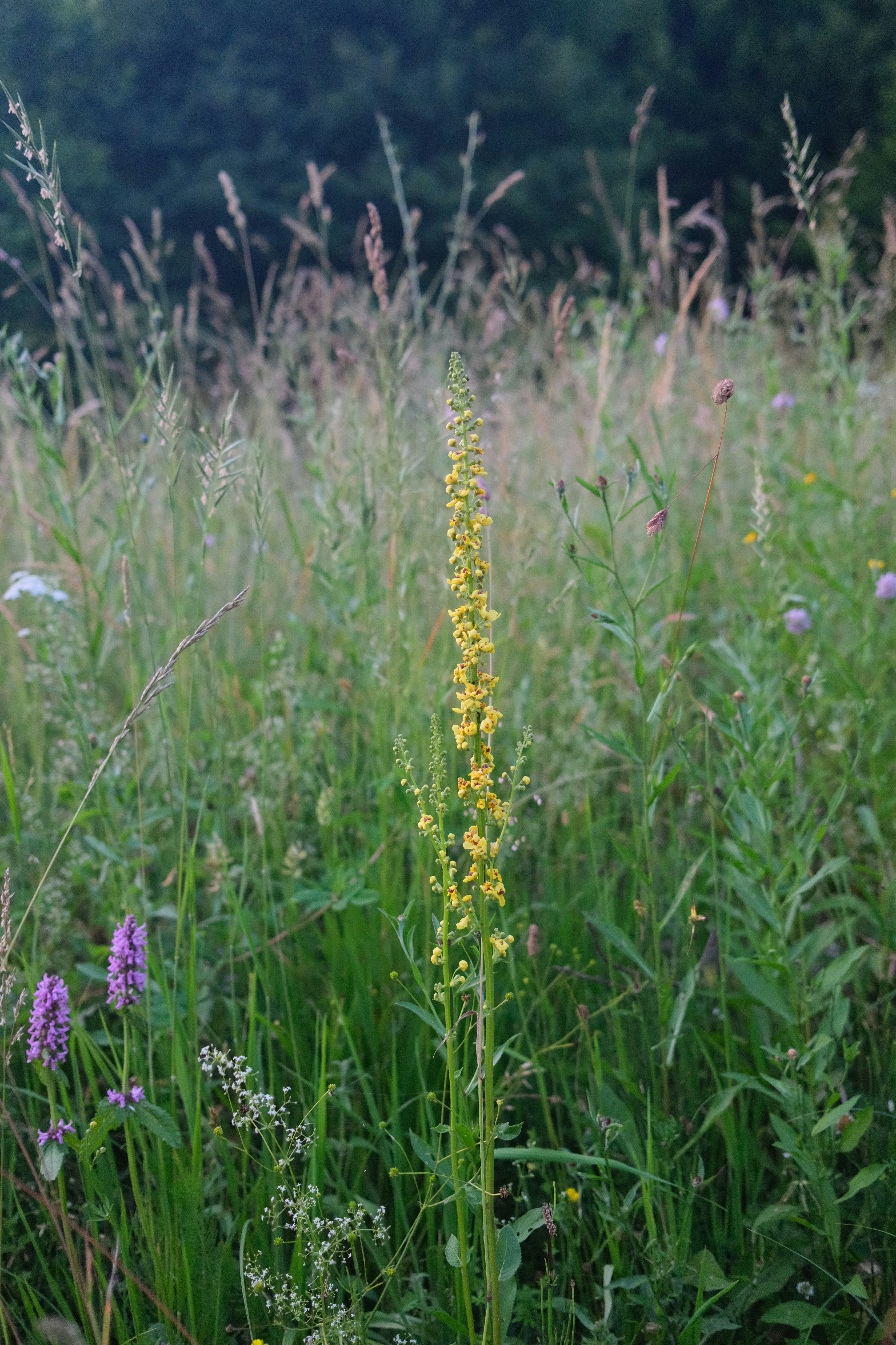 A Singular Yellow Spike Rising Through Wild Meadow Greens