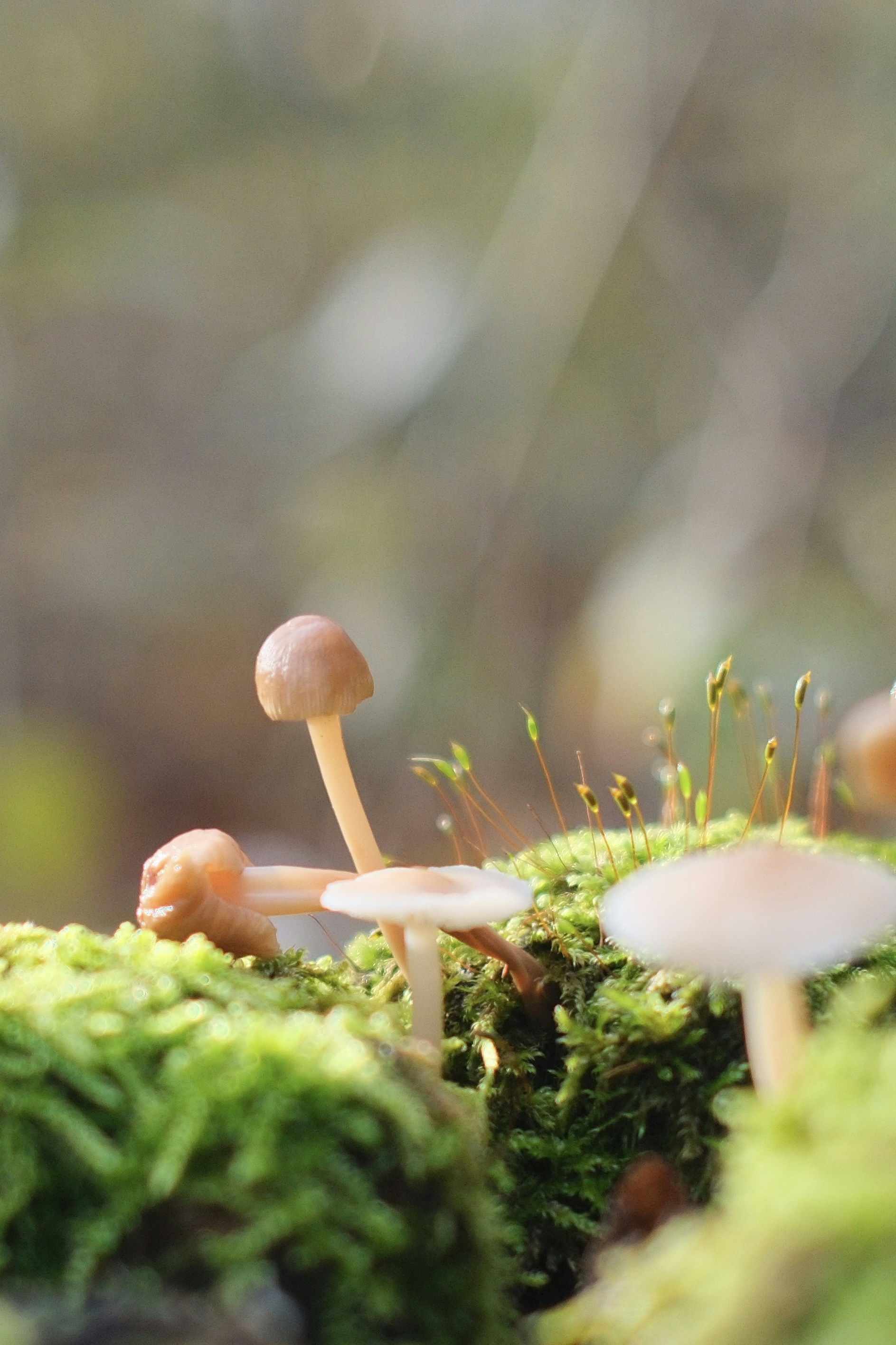 Small brown mushrooms growing on a patch of vibrant green moss.