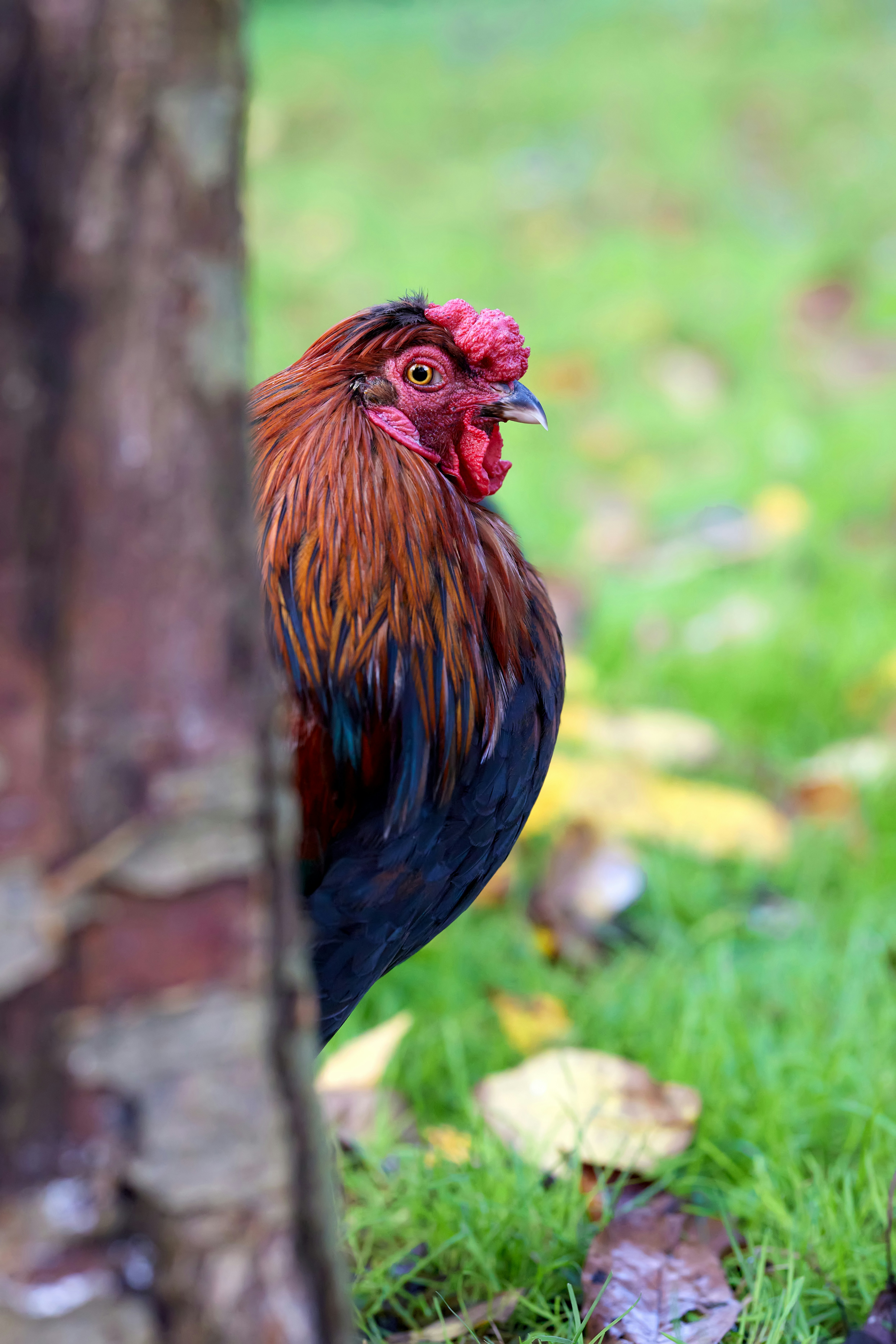 Rooster in Focus: Crimson Crest Emerging from the Tree Shadow