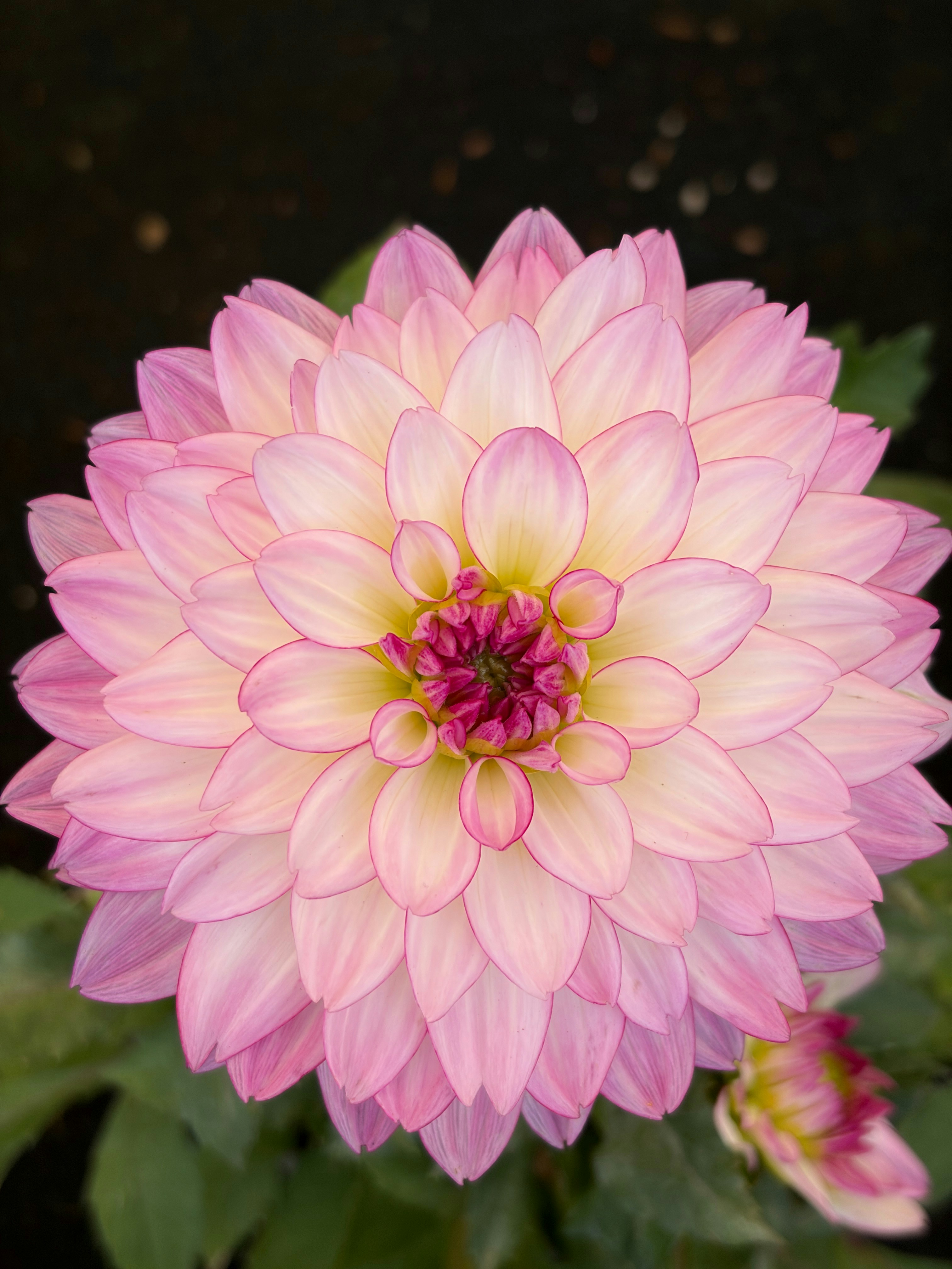 Pink Dahlia in Full Bloom: Symmetry of Petal Layers