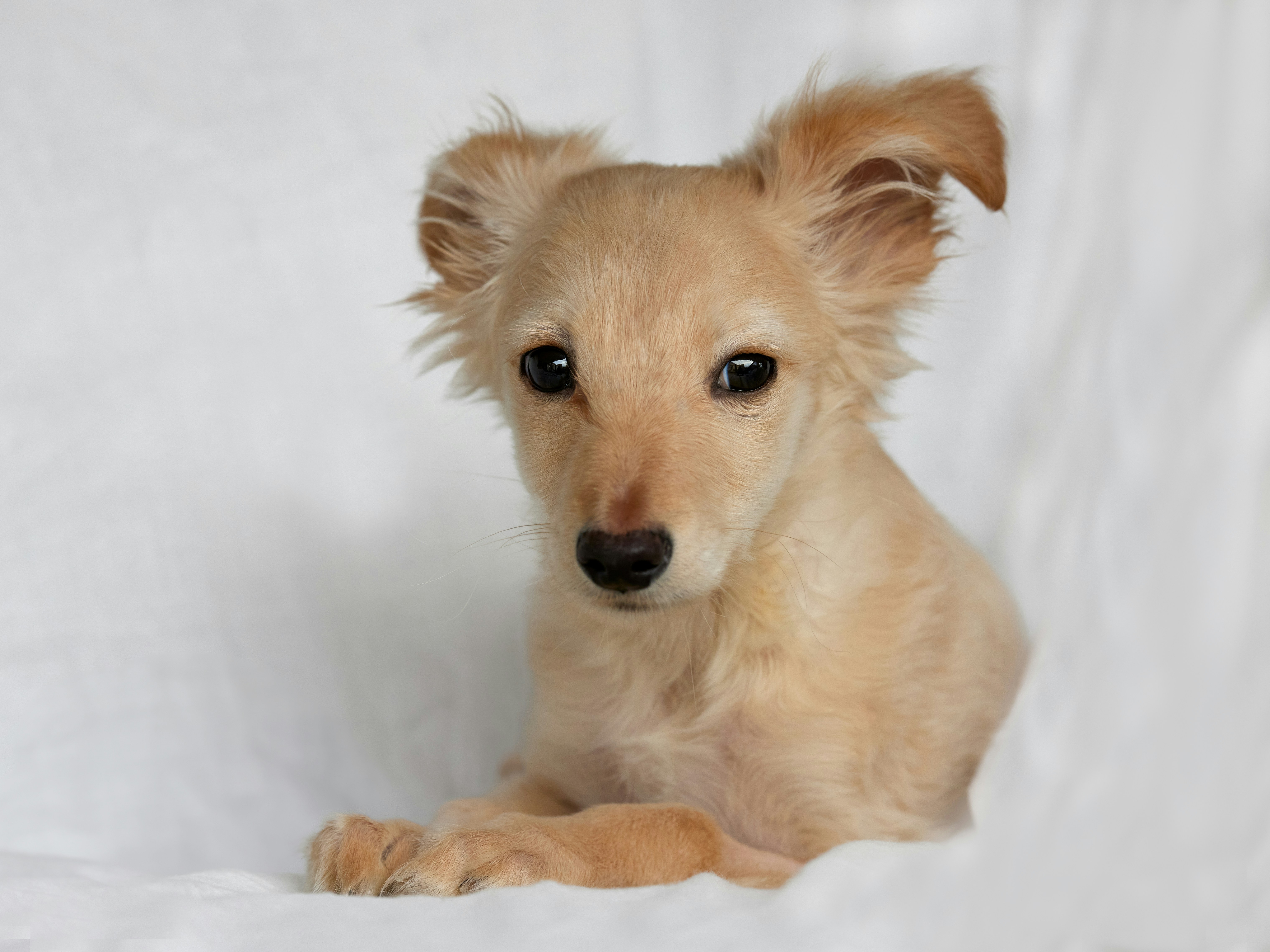Curious Cream Puppy in Soft Studio Light