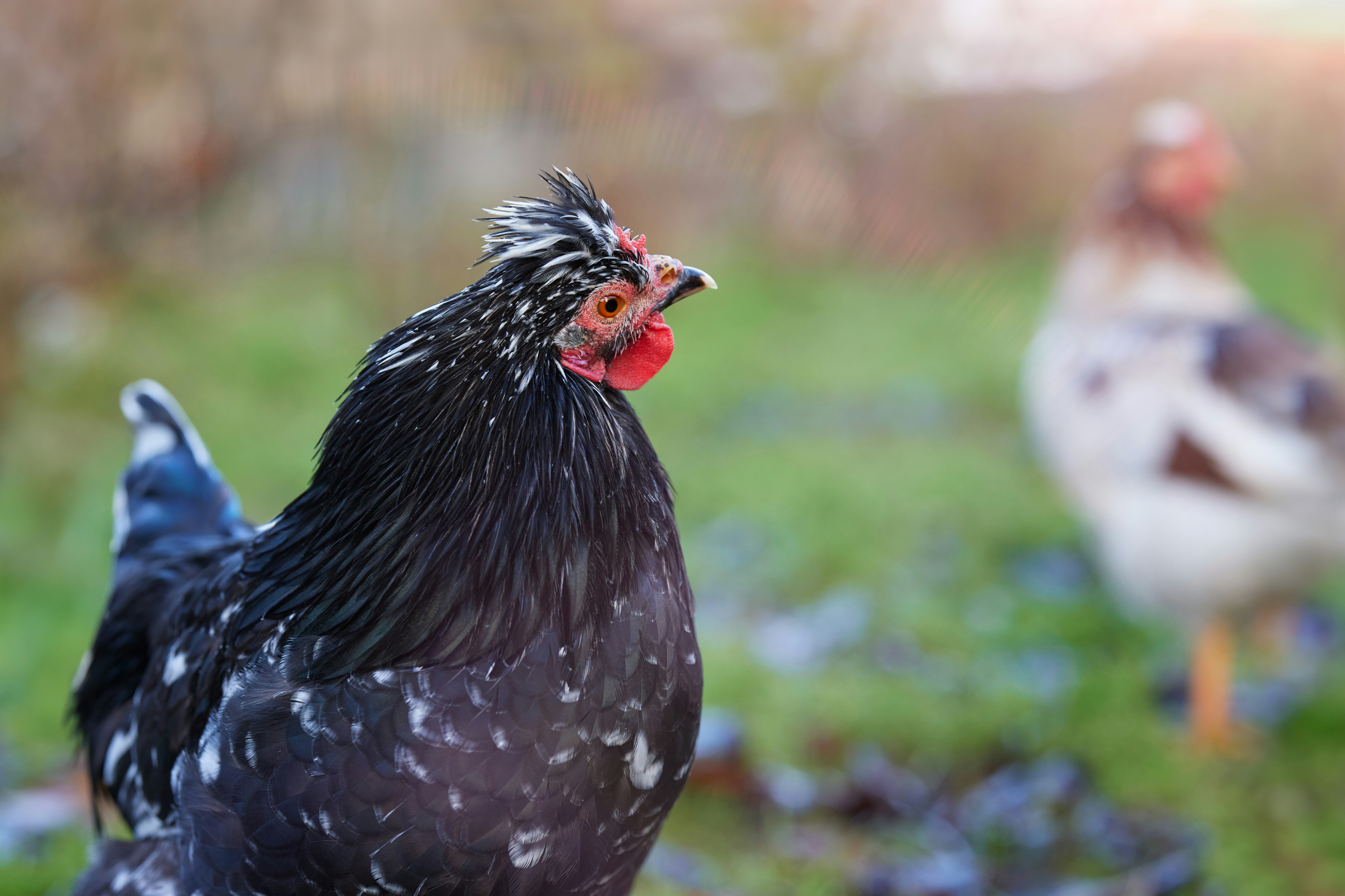Close-Up of a Gritty Rooster in a Free-Range Yard