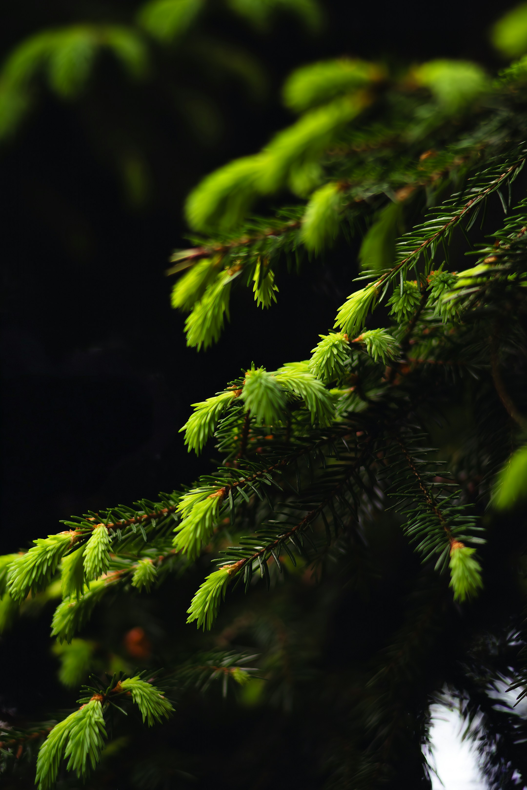 Emerald Conifer Sprigs: Fresh Spring Green in Focus