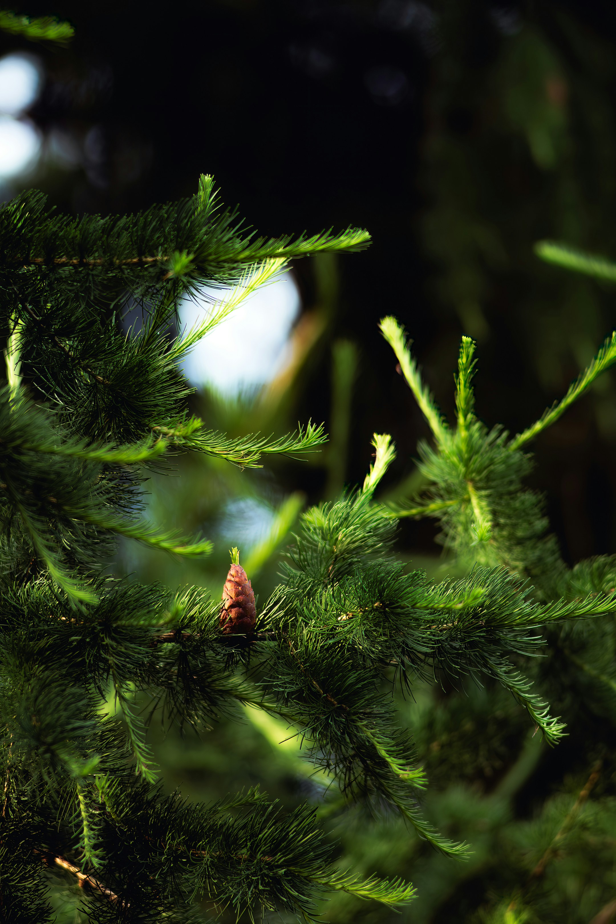 Close-up of vivid pine needles and a small pine cone emerging from dense evergreen branches, creating a shallow backdrop with bokeh. A natural macro-style focus on texture and color in a forest scene.