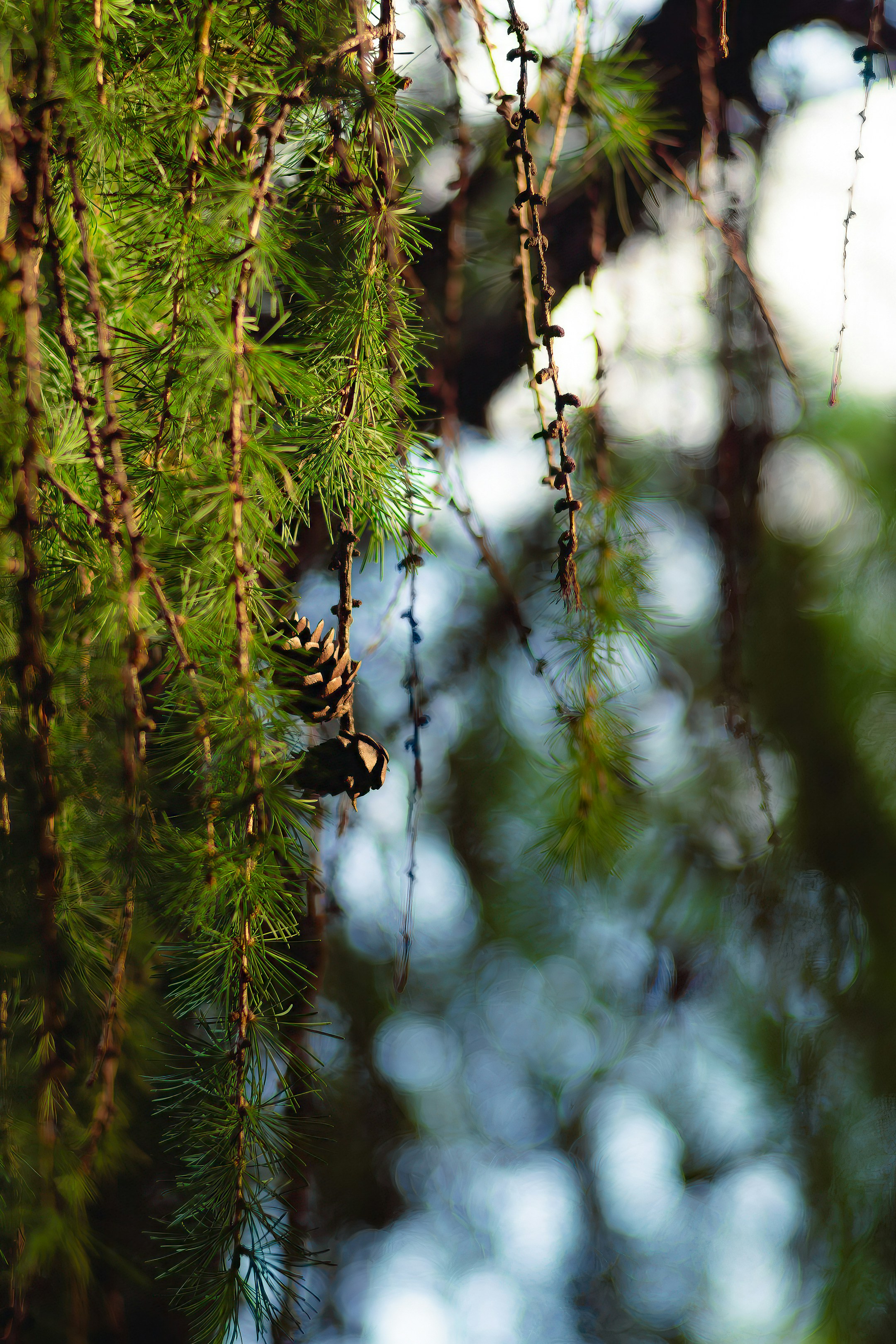 Verdant Drapes: Pine Needles and Hanging Branches in Soft Dusk light