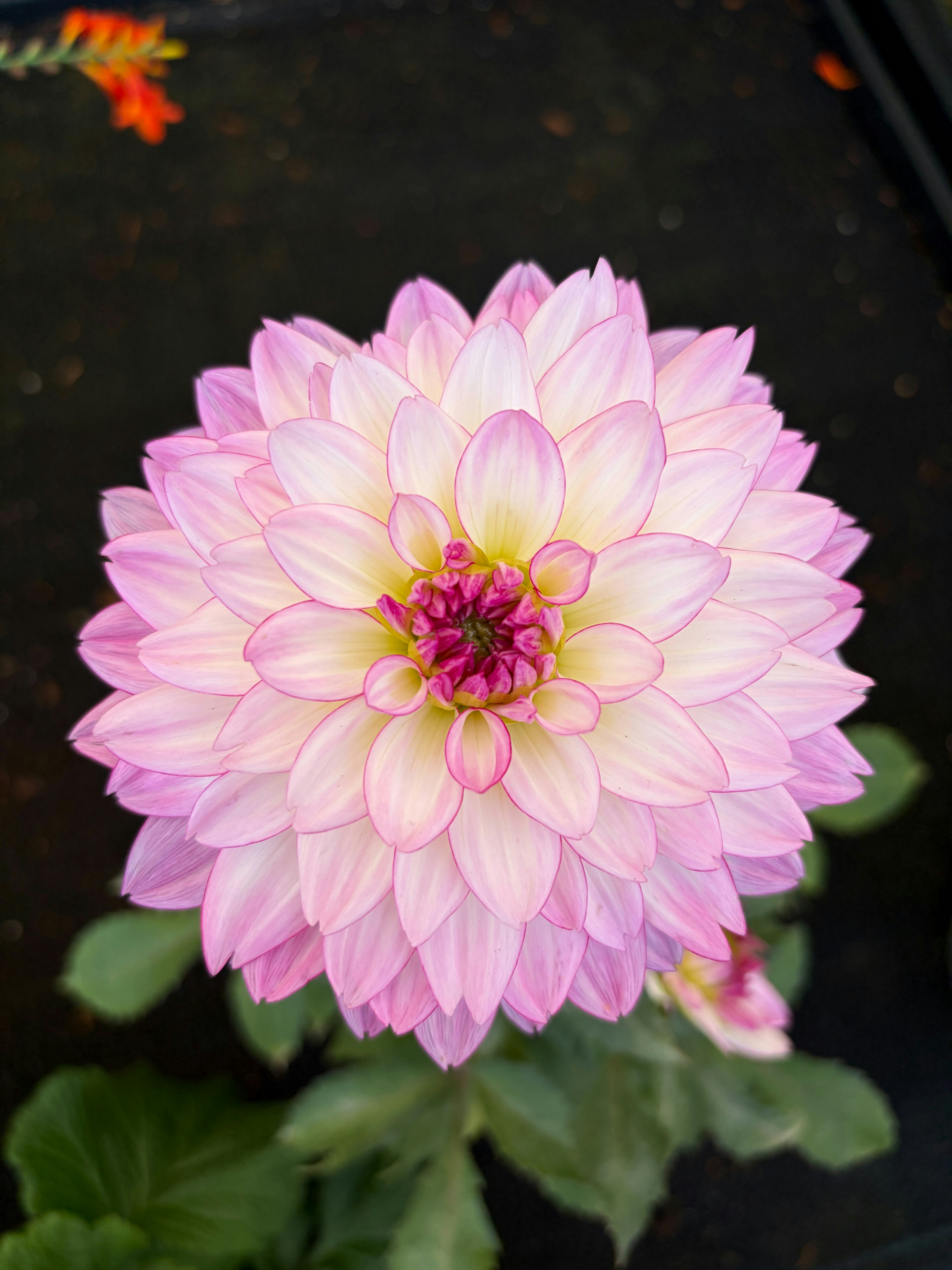 Pink Dahlia in Full Bloom: Rosy Petals in Sharp Focus