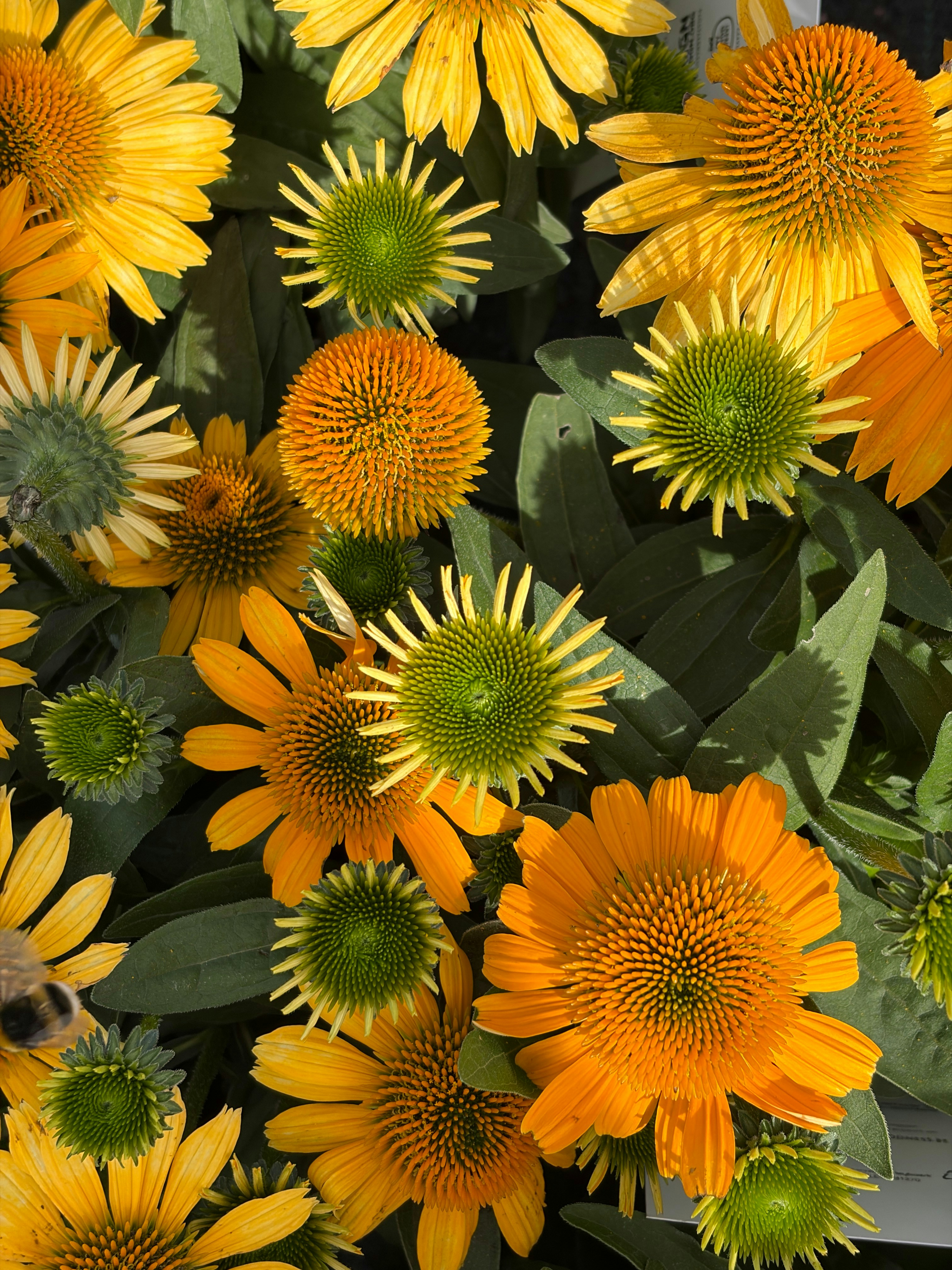 Golden Bloom Cluster: A Sunlit Mosaic of Cone-Shaped Heads