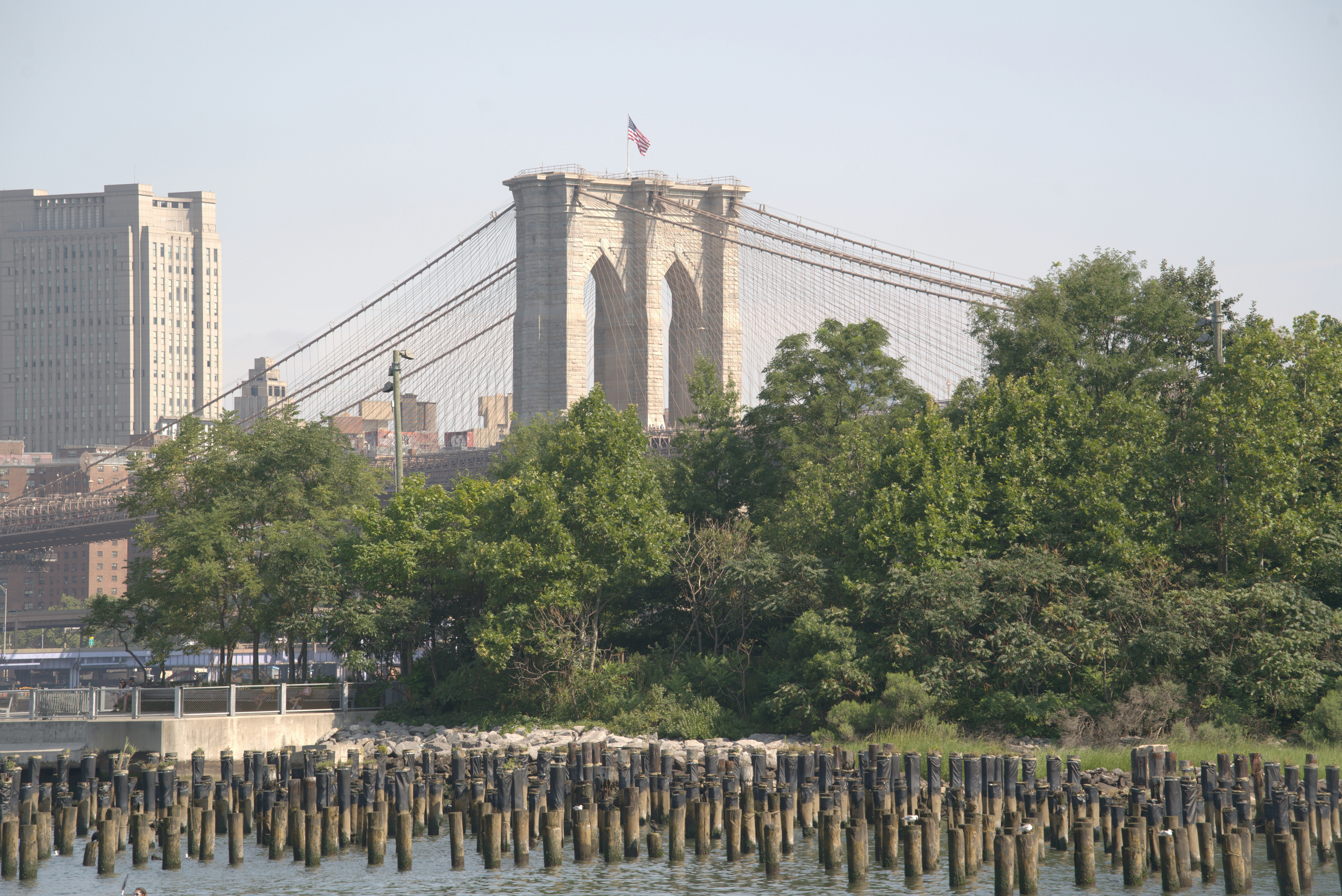 Brooklyn Bridge Silhouette Beyond a Tree-Lined Pier