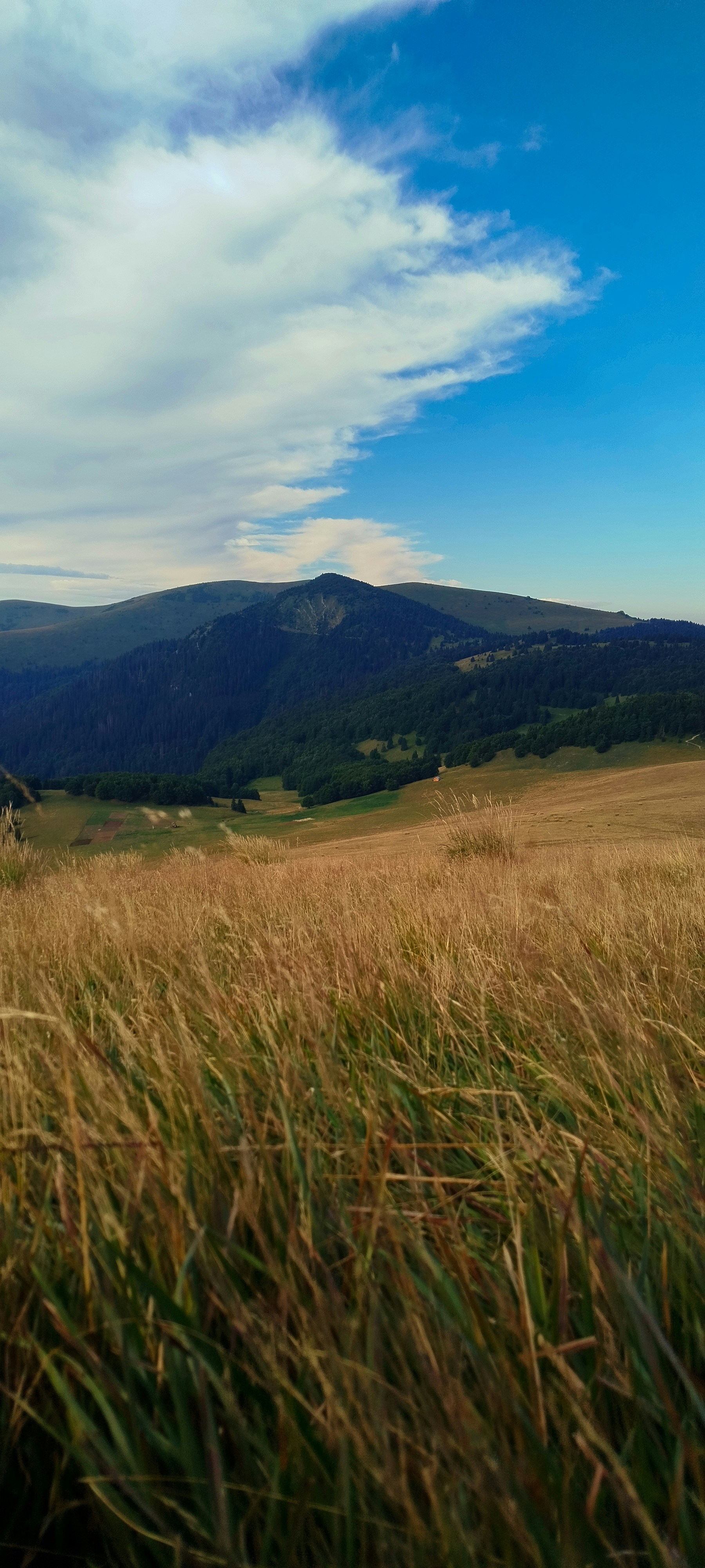 Golden hillside foreground with tall grasses leads to rolling hills and a blue sky under wispy clouds. A landscape scene dominated by natural textures and distant mountains.