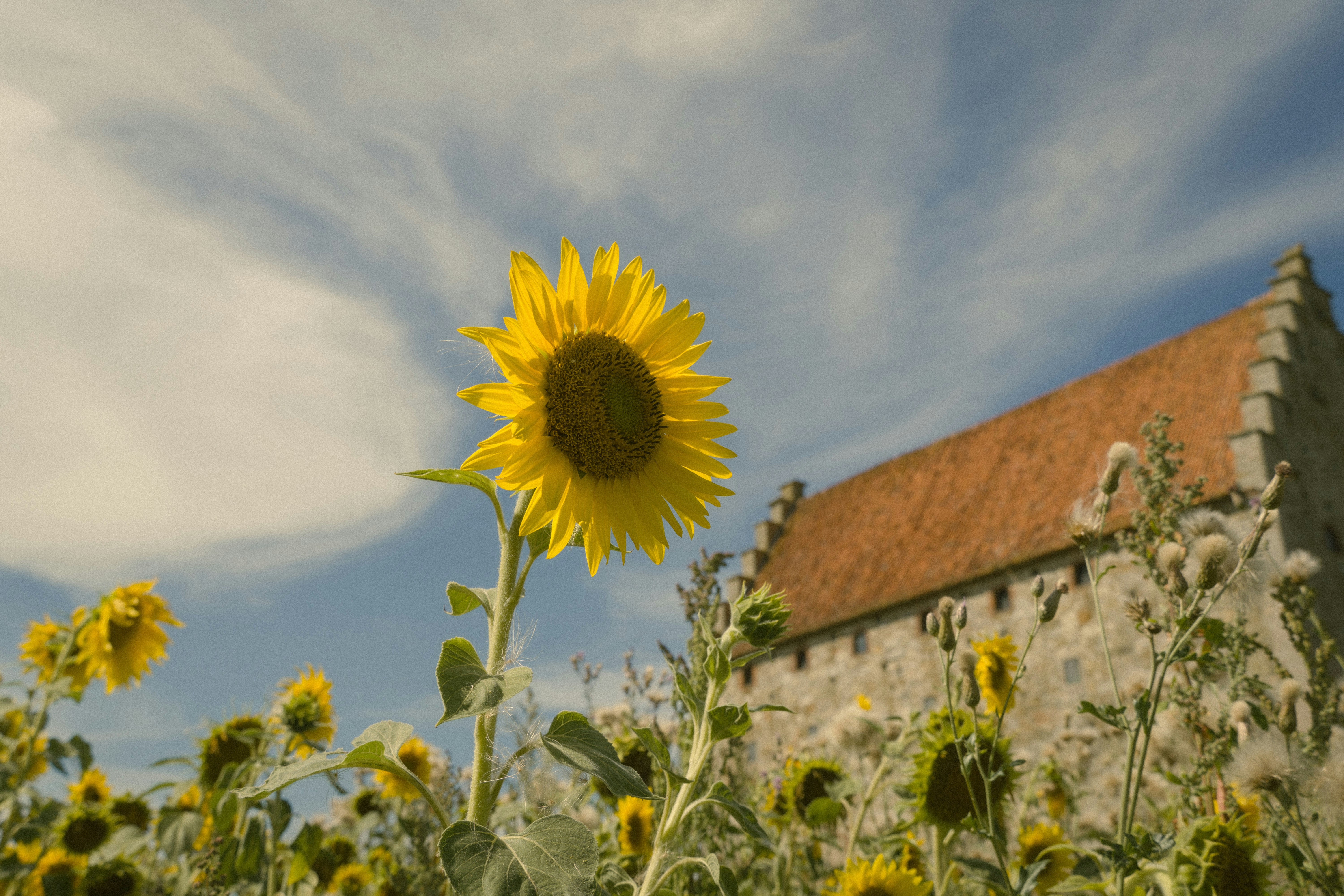 Sunlit Center Stage: A Bold Sunflower Against the Rustic Wall