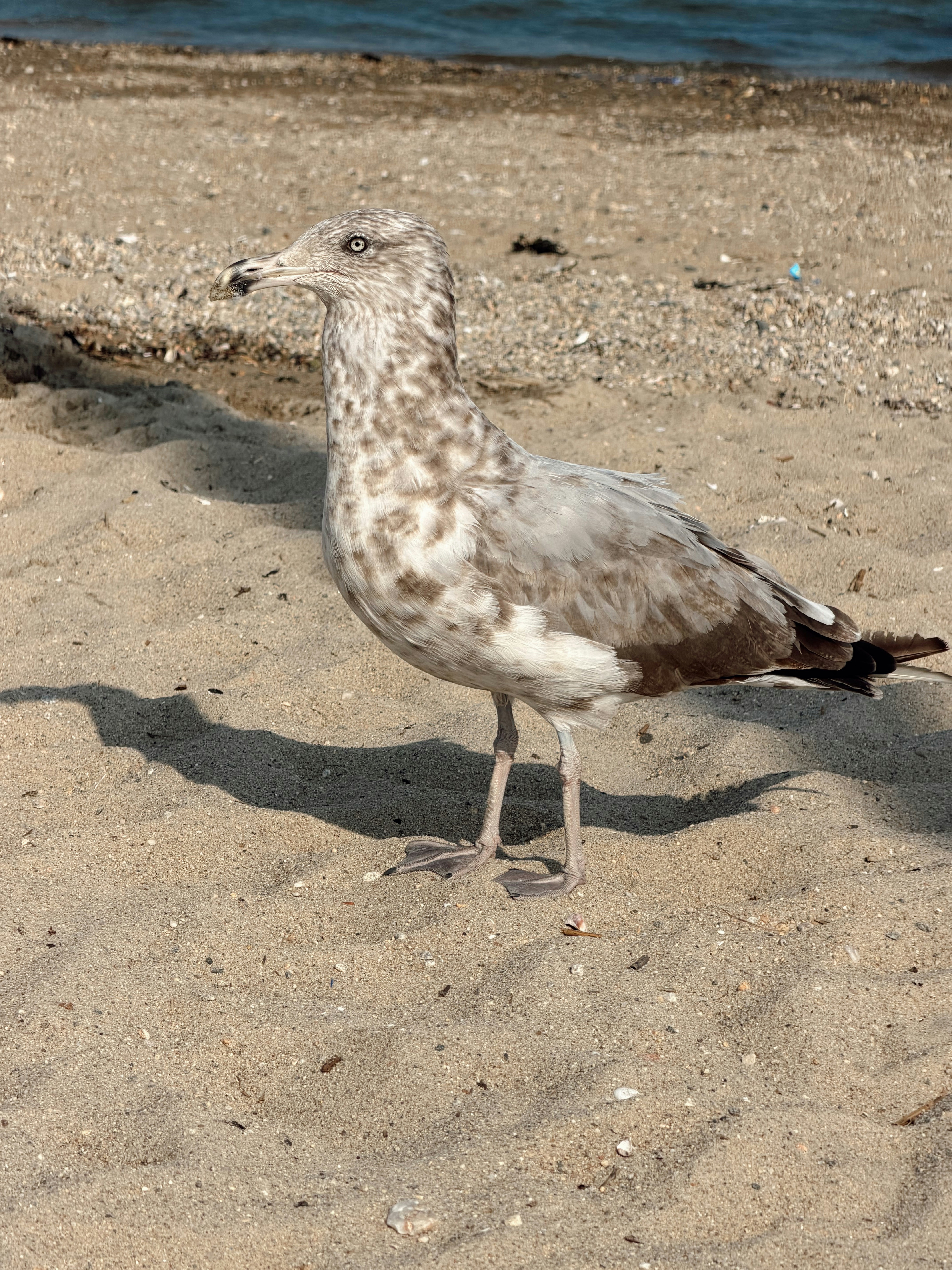 Seagull on sunlit beach: quiet profile by the shore